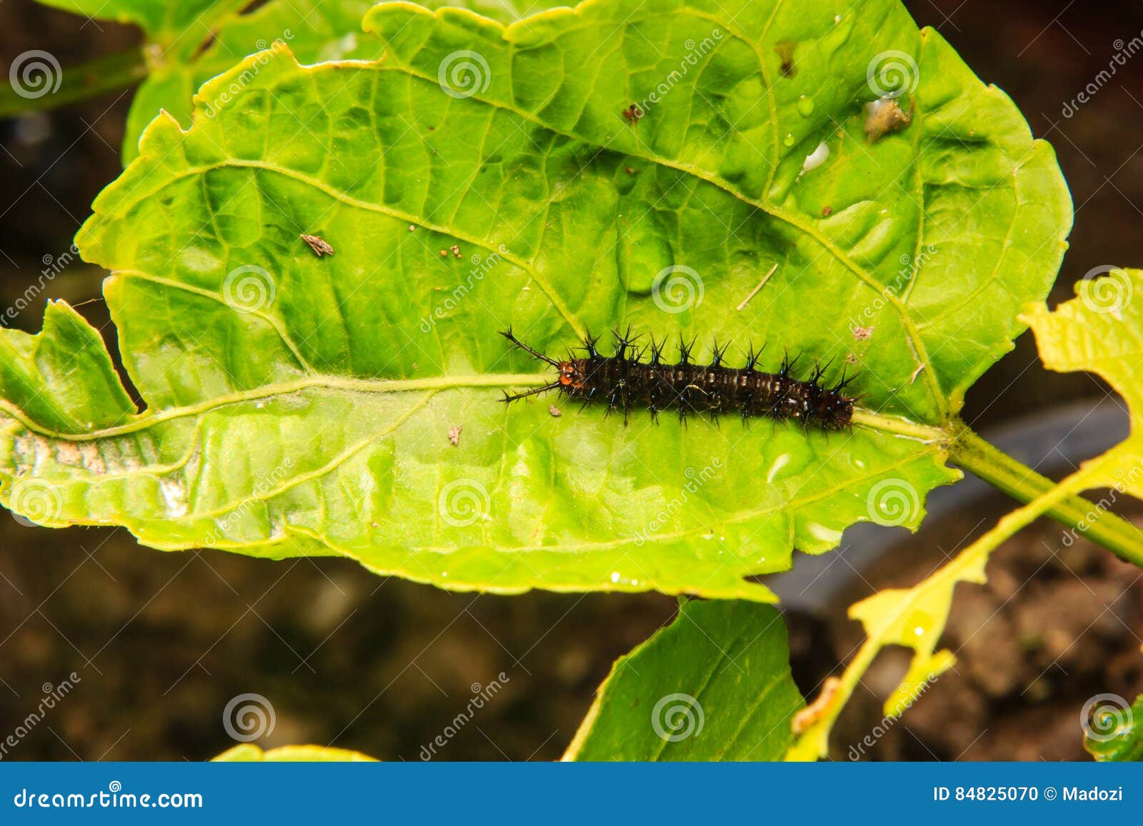 Caterpillar worm en rama foto de archivo. Imagen de macro - 84825070