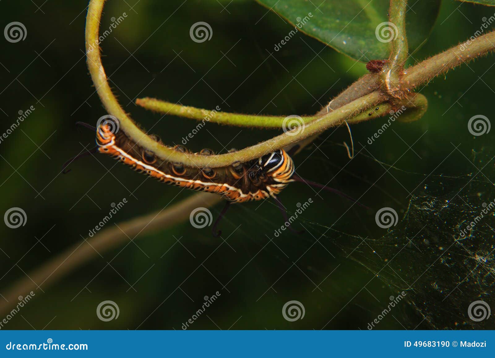 Caterpillar worm stock photo. Image of daylight, macro - 49683190