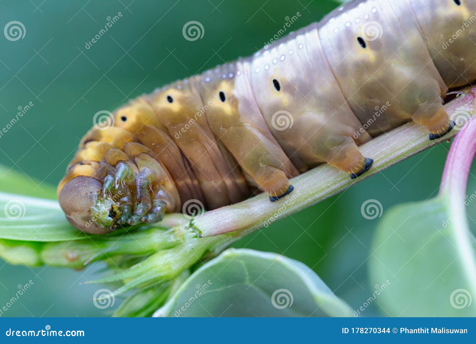 Caterpillar Worm on Tree. Caterpillar Worm Eating Leaves Stock Photo ...