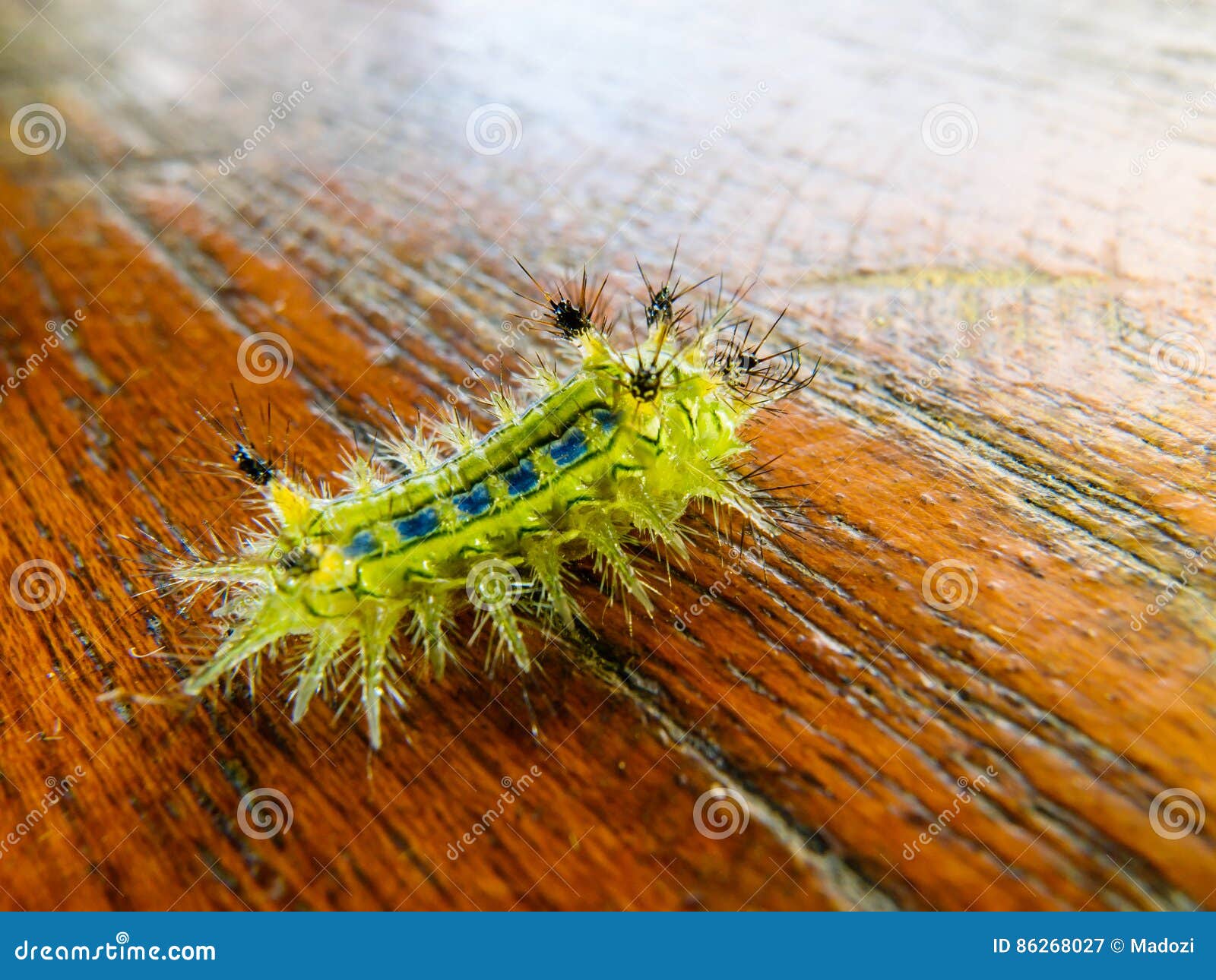Caterpillar worm on wood stock image. Image of stalk - 86268027