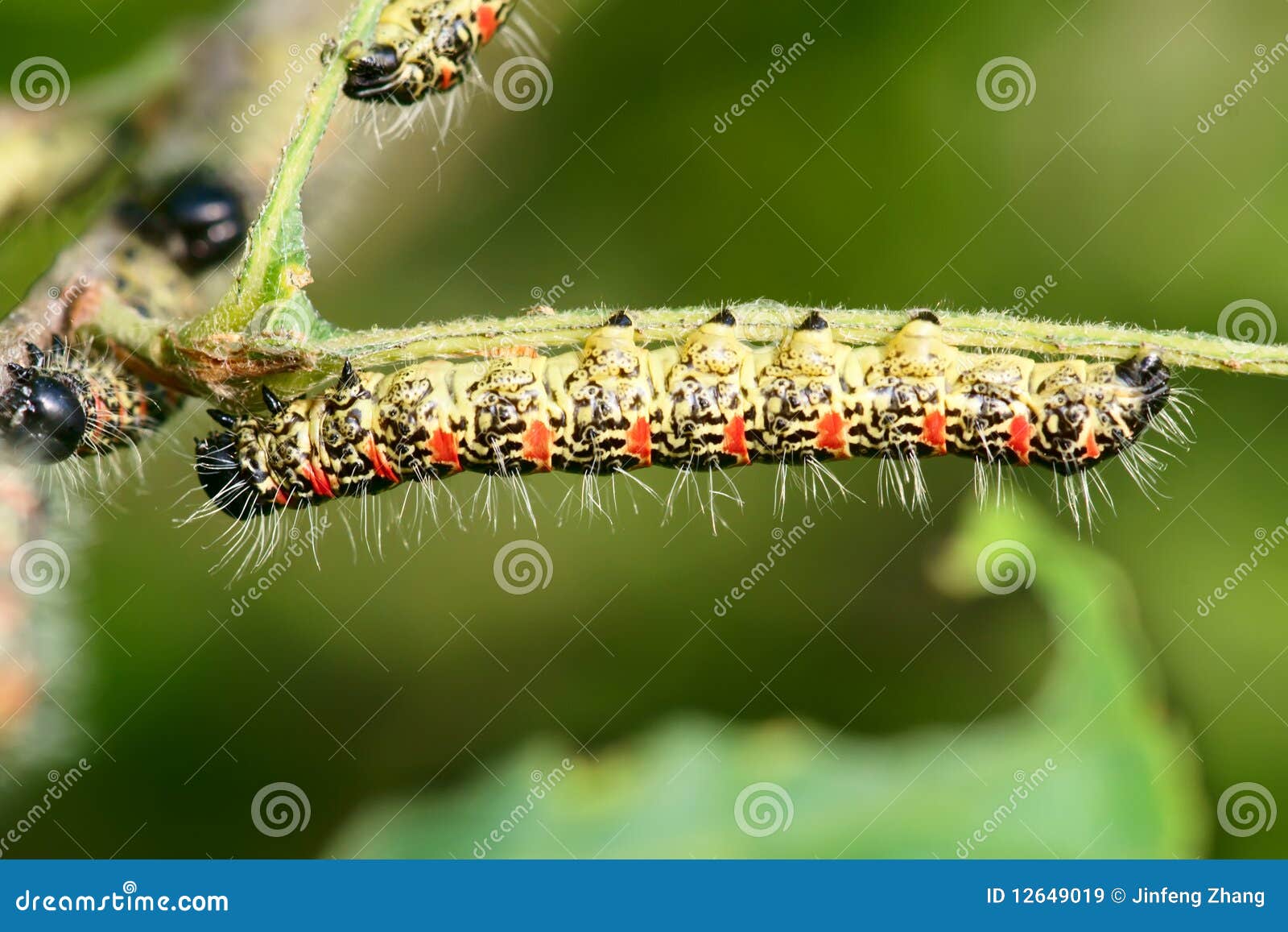 Nibble Insects Stock Photos - Free & Royalty-Free Stock Photos from ...