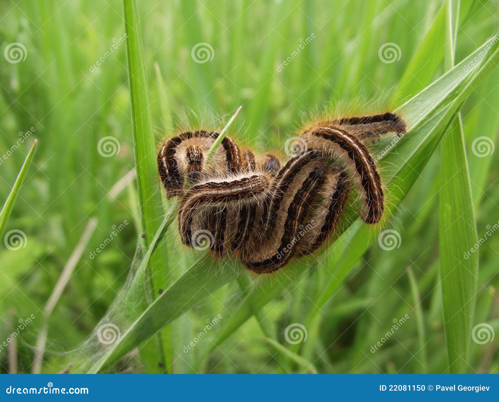 Caterpillars stock photo. Image of caterpillars, small - 22081150