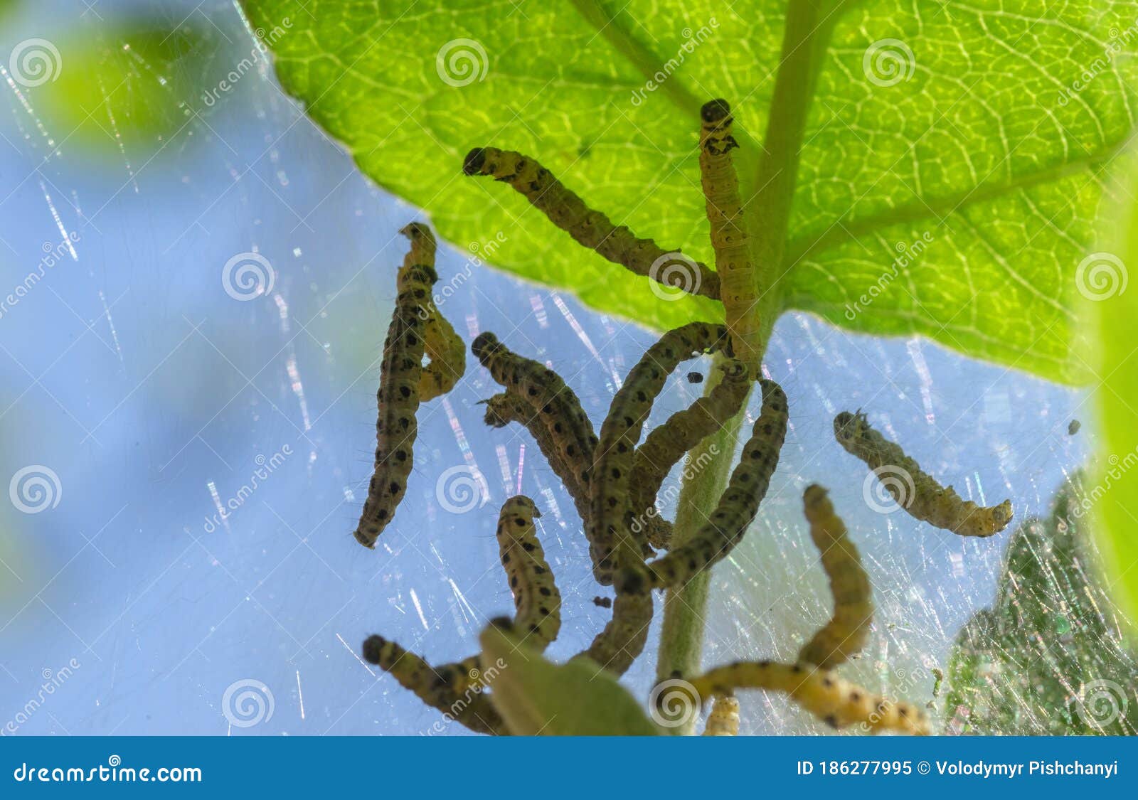 Caterpillars of an Apple Moth, the Apple Ermine, in a Silken Web on an ...