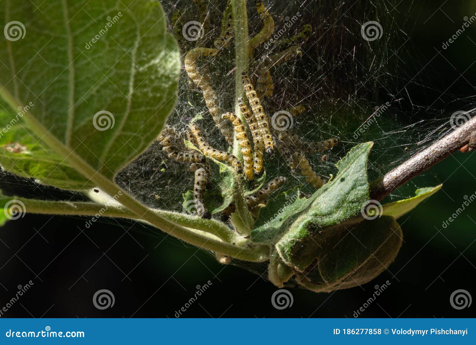 Caterpillars of an Apple Moth, the Apple Ermine, in a Silken Web on an ...