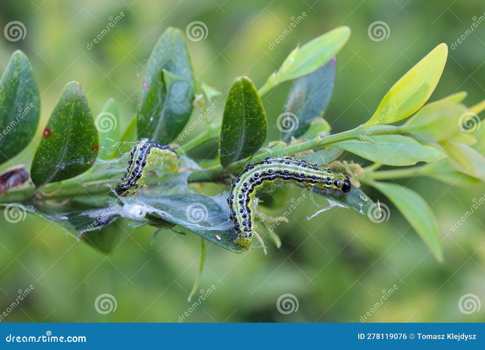 Caterpillars of Box Tree Moth (Cydalima Perspectalis) on Boxwood (Buxus ...