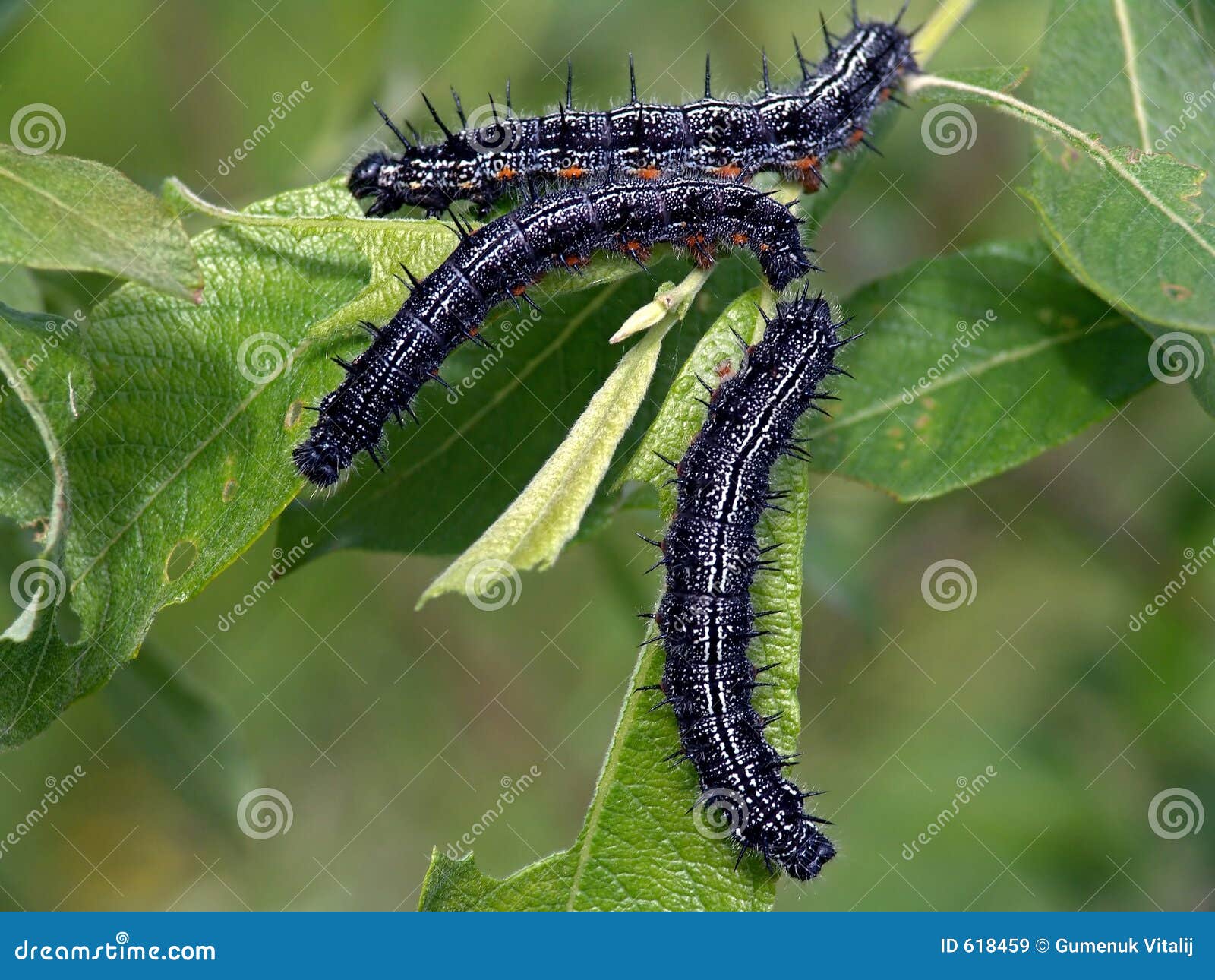 Caterpillars of the Butterfly of Family Nymphalidae. Stock Image ...