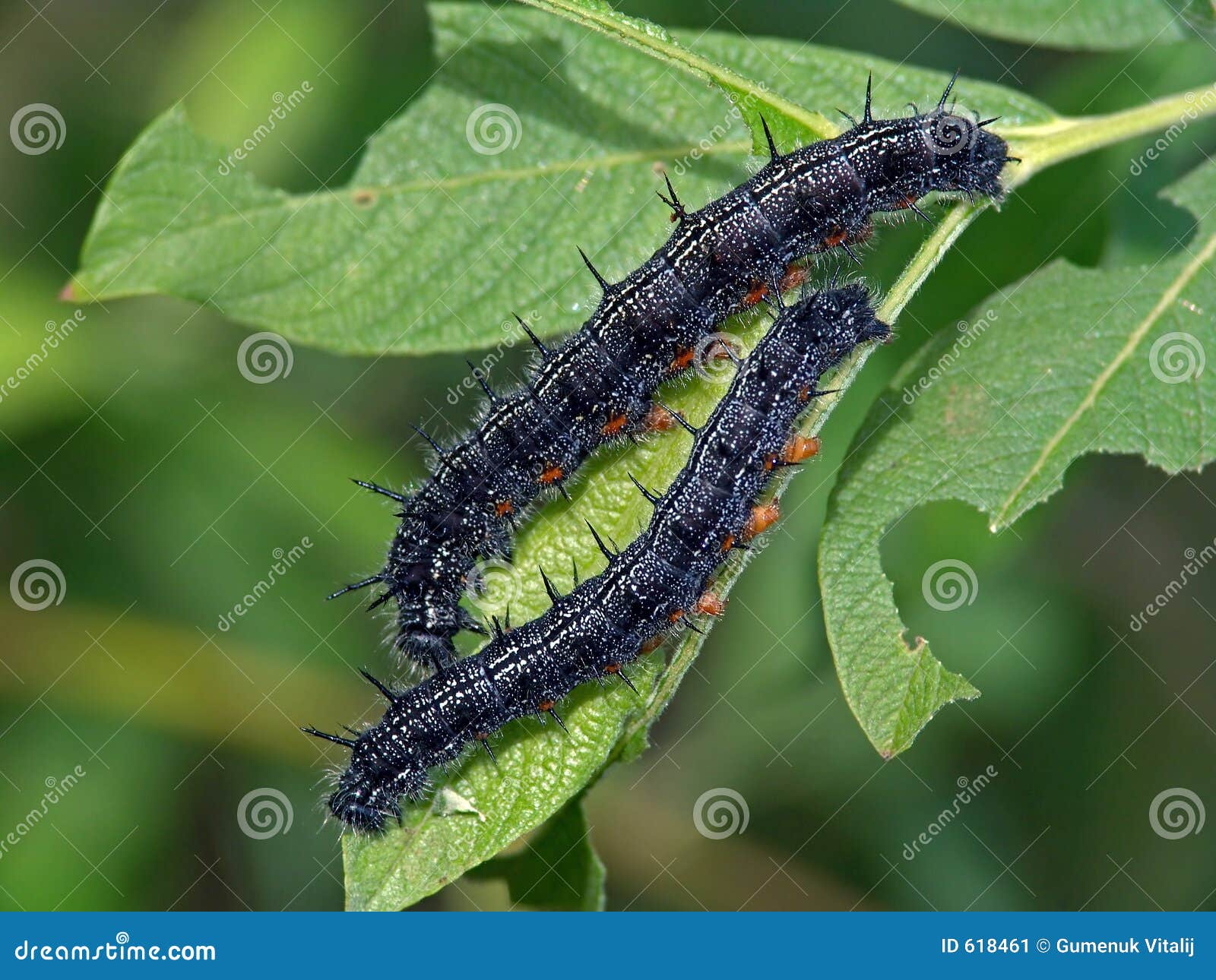 Caterpillars of the Butterfly of Family Nymphalidae. Stock Image ...