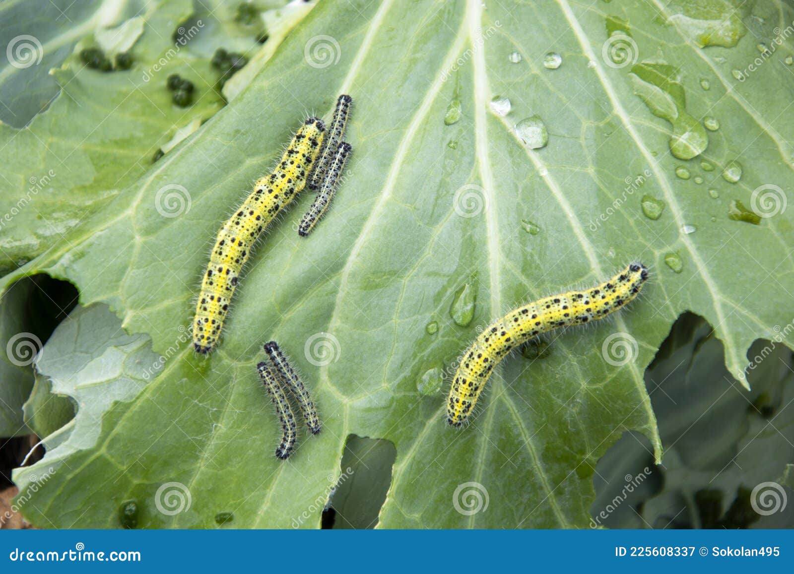 Caterpillars on Cabbage. Yellow Caterpillars Eat Green Cabbage Leaves ...