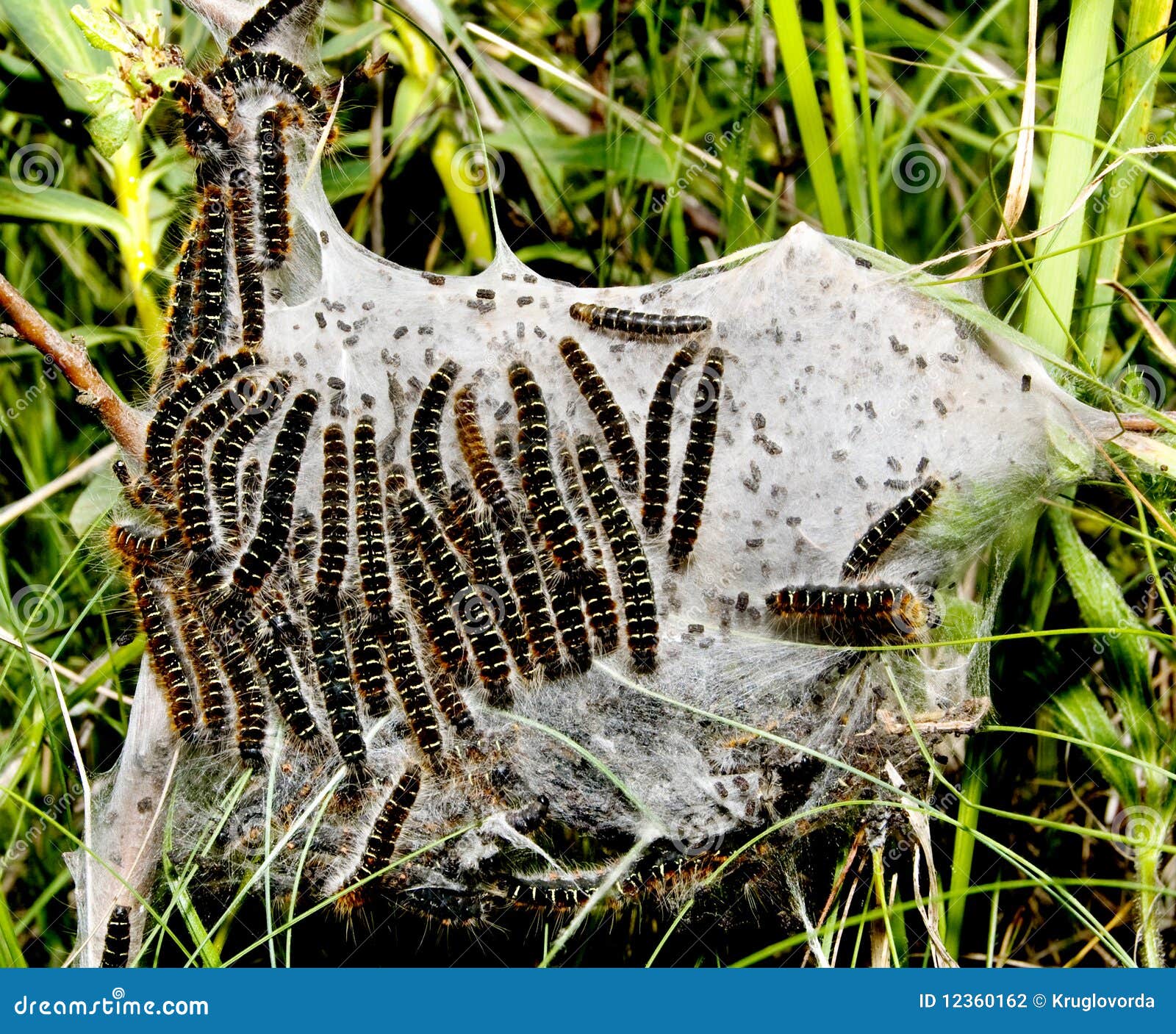 Caterpillars cocoon stock photo. Image of ecology, garden - 12360162