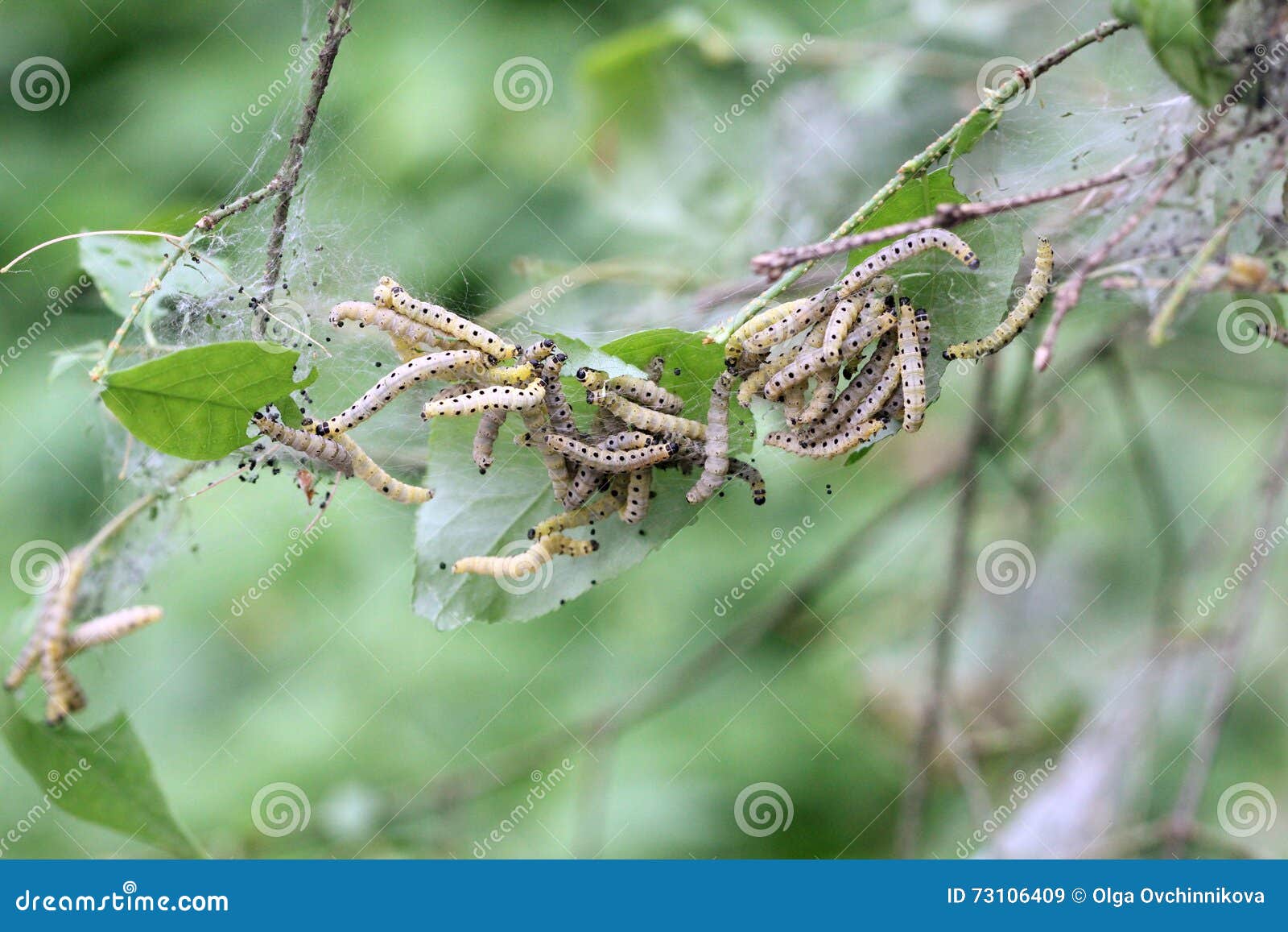 Caterpillars codling moth stock image. Image of background - 73106409
