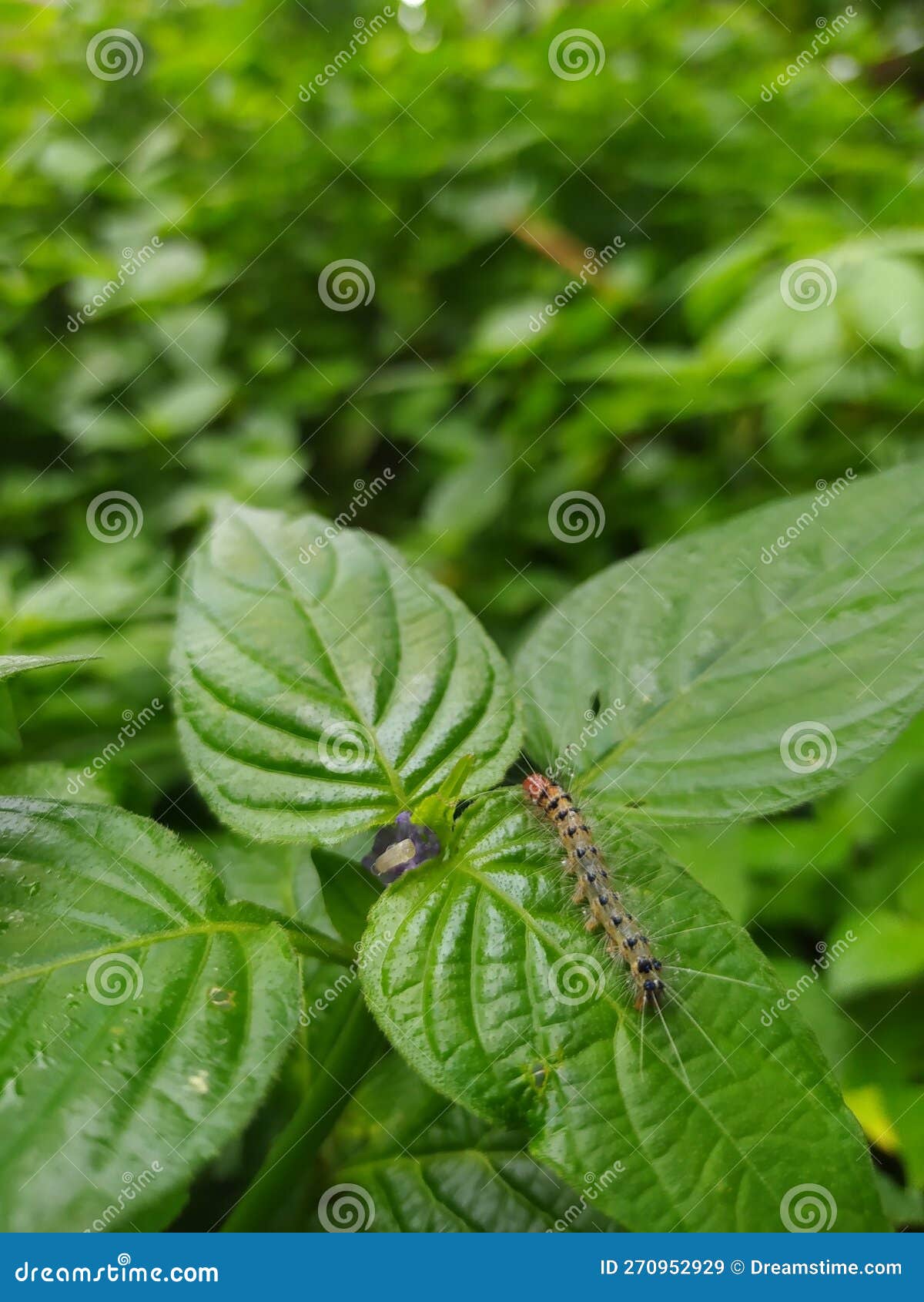 Caterpillars Crawling on the Leaves Stock Image - Image of food, garden ...