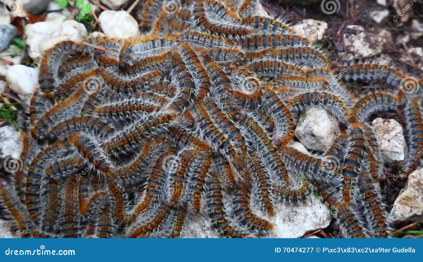 Caterpillars Crawling in Swarm Stock Video - Video of road, caterpillar ...