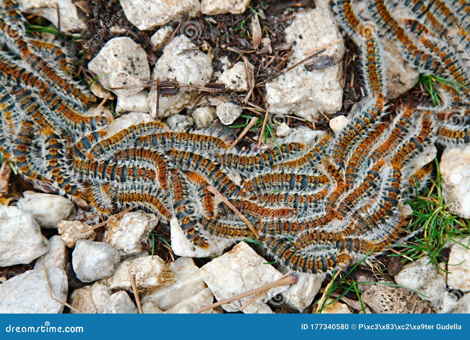 Caterpillars Crawling in Swarm Stock Photo - Image of group, cling ...
