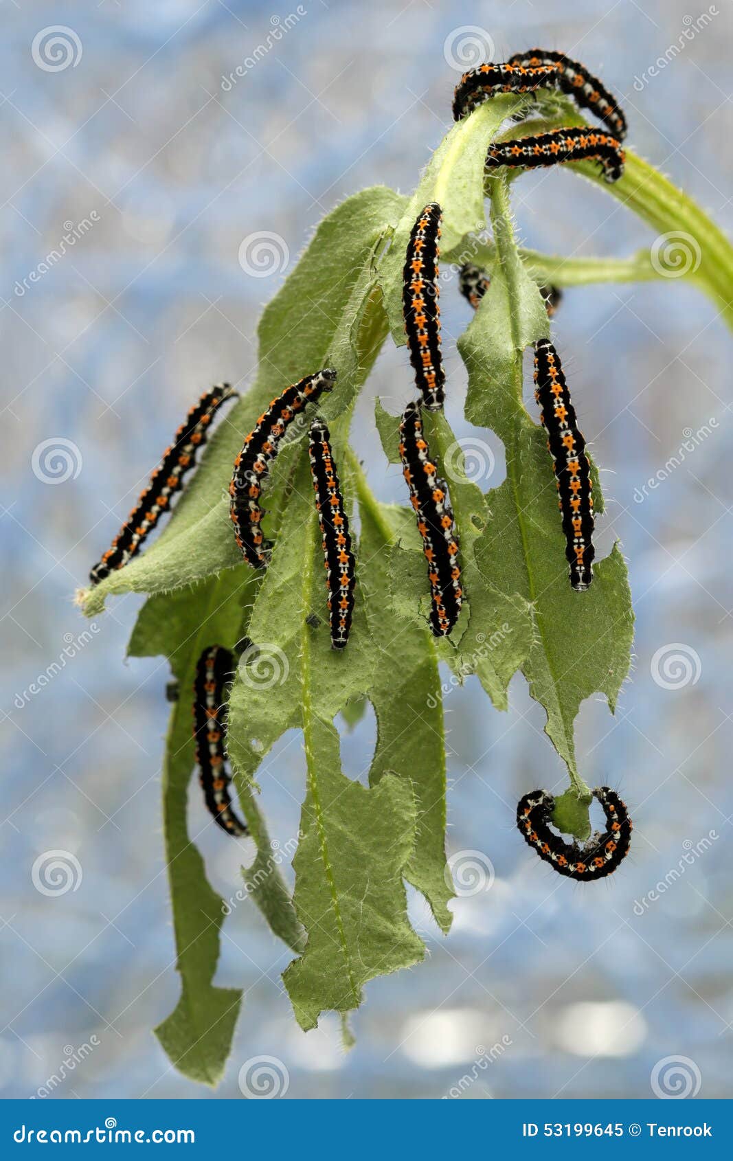 Caterpillars Eat On Leaves Royalty-Free Stock Image | CartoonDealer.com ...