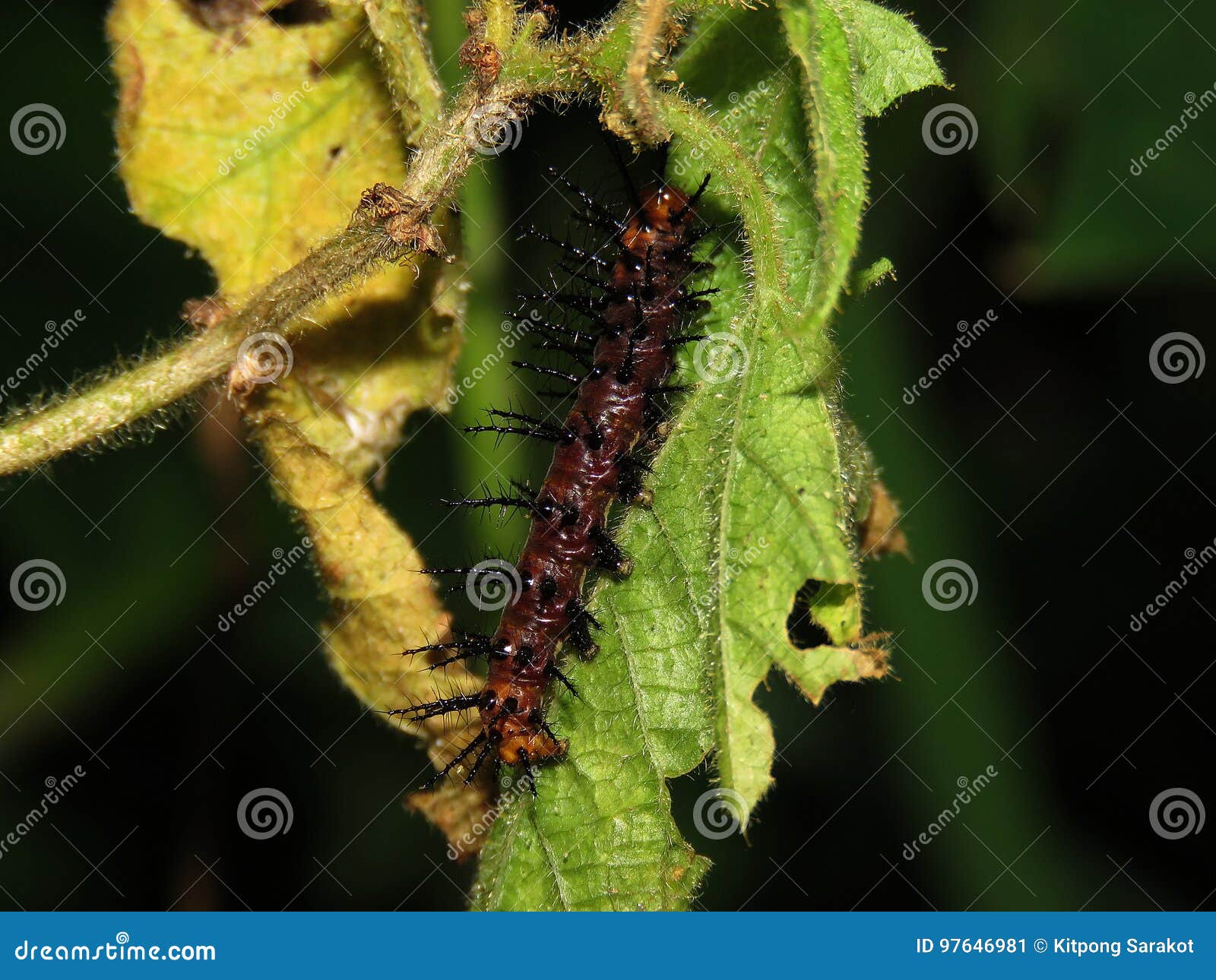 Caterpillars Eat Leaves / Pests. Stock Image - Image of animal, feeding ...