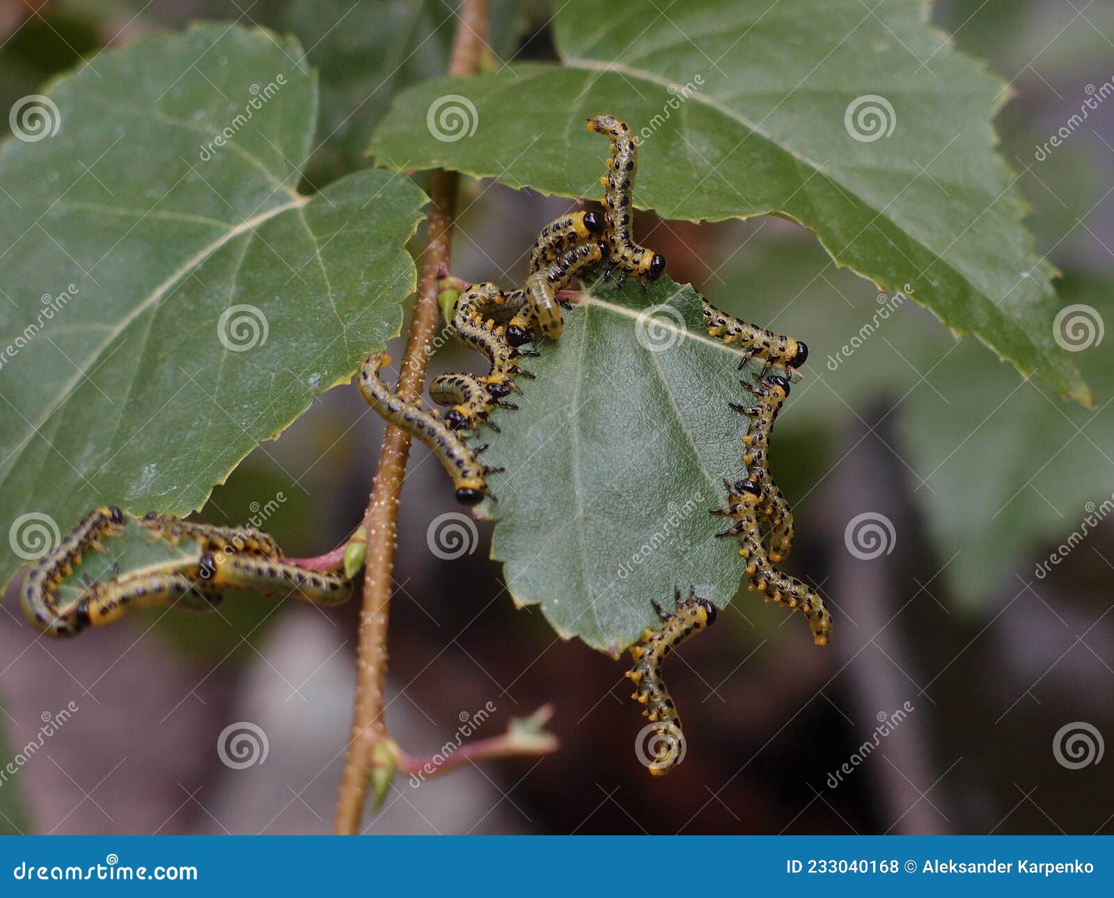 Caterpillars Eating Birch Leaves Stock Photo - Image of vermin, tree ...
