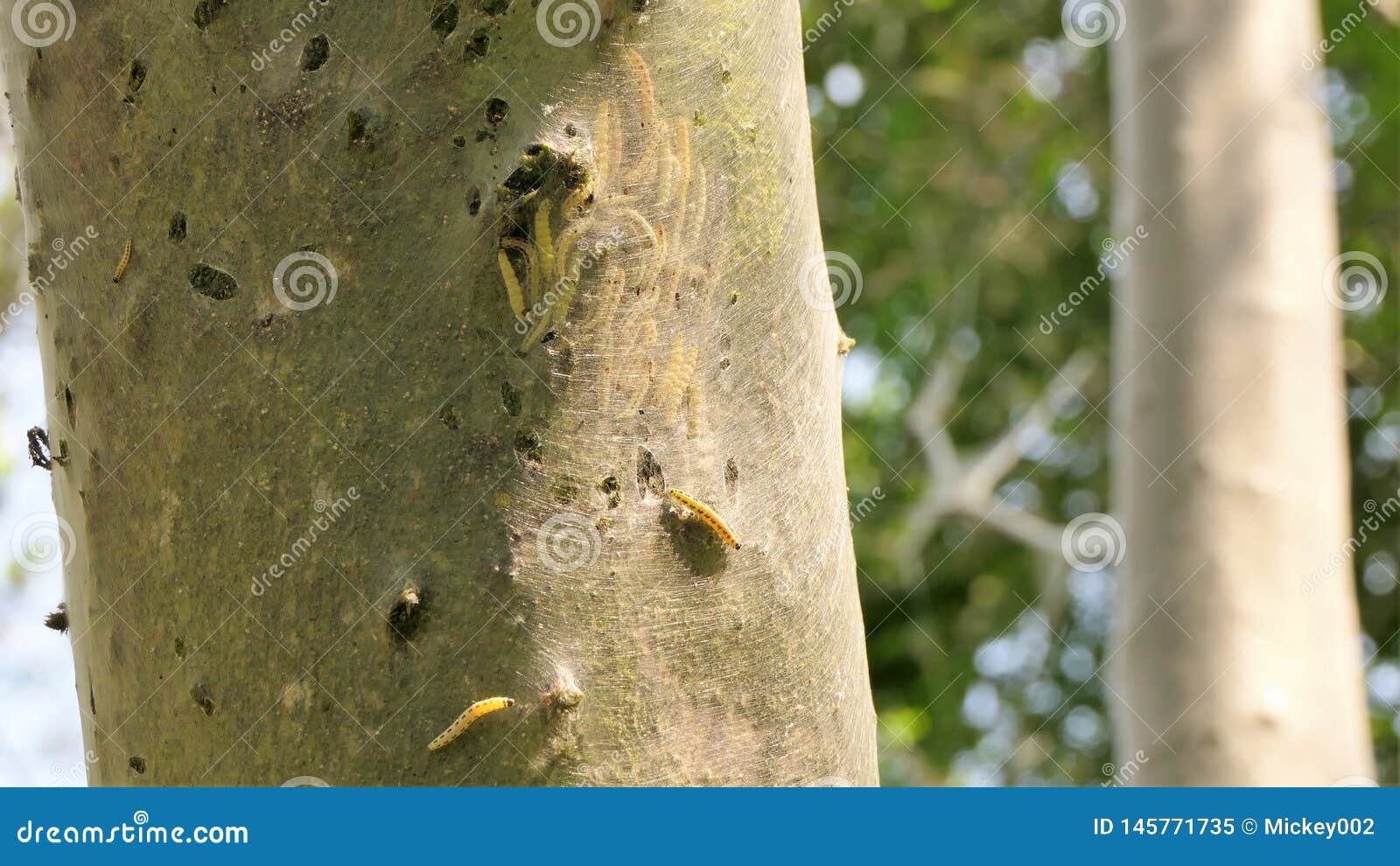 Caterpillar web in a tree stock image. Image of ermine - 145771735
