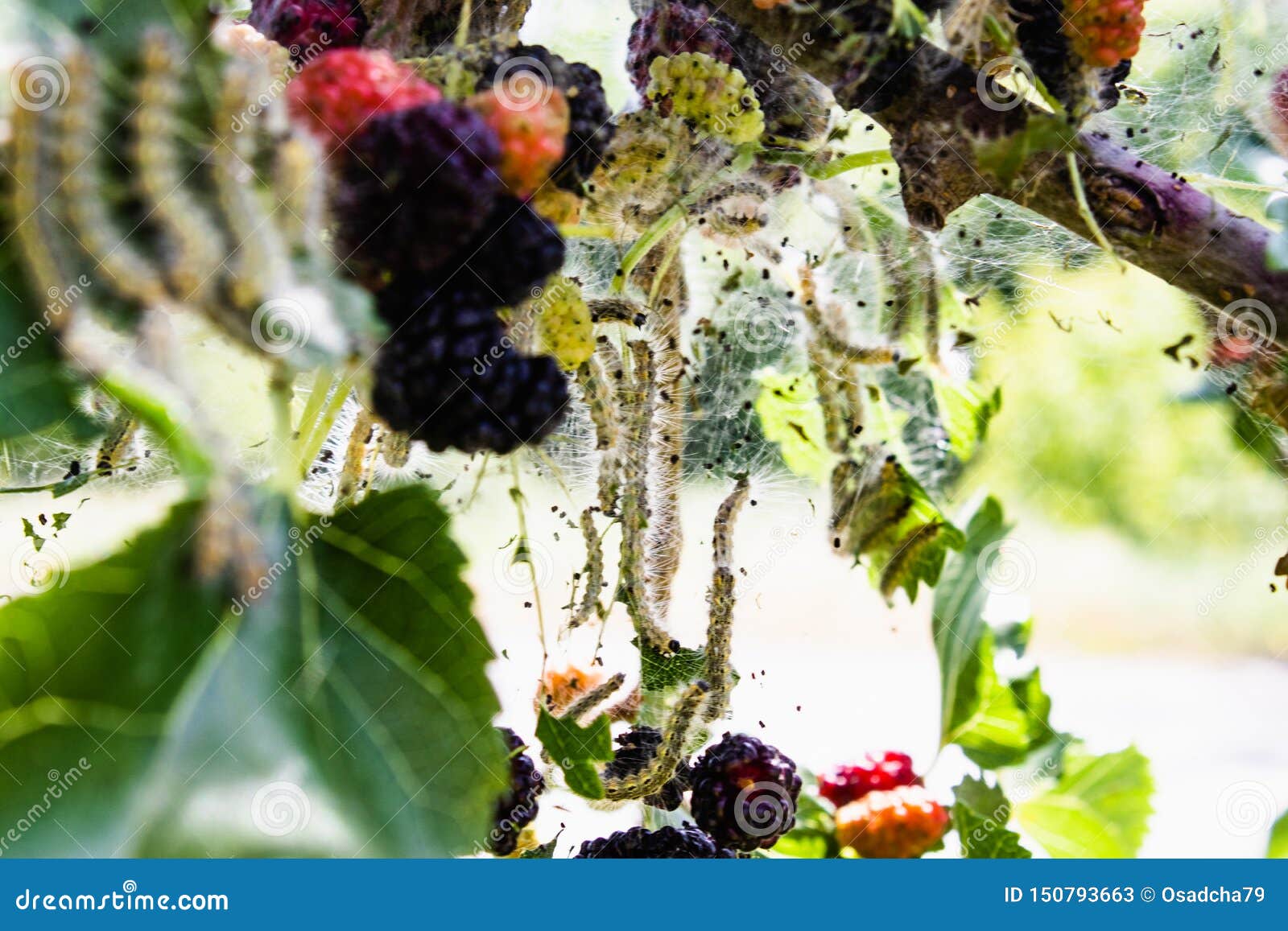 Caterpillars Feed on Mulberry Leaves. Insect Pests Devour the Green ...