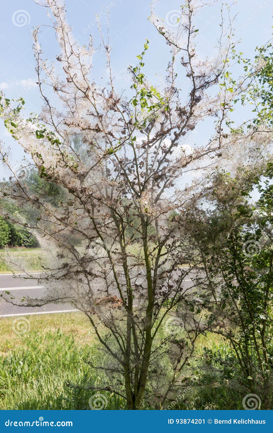 The Caterpillars of the Gespinstmotte Yponomeutidae Have a Tree ...