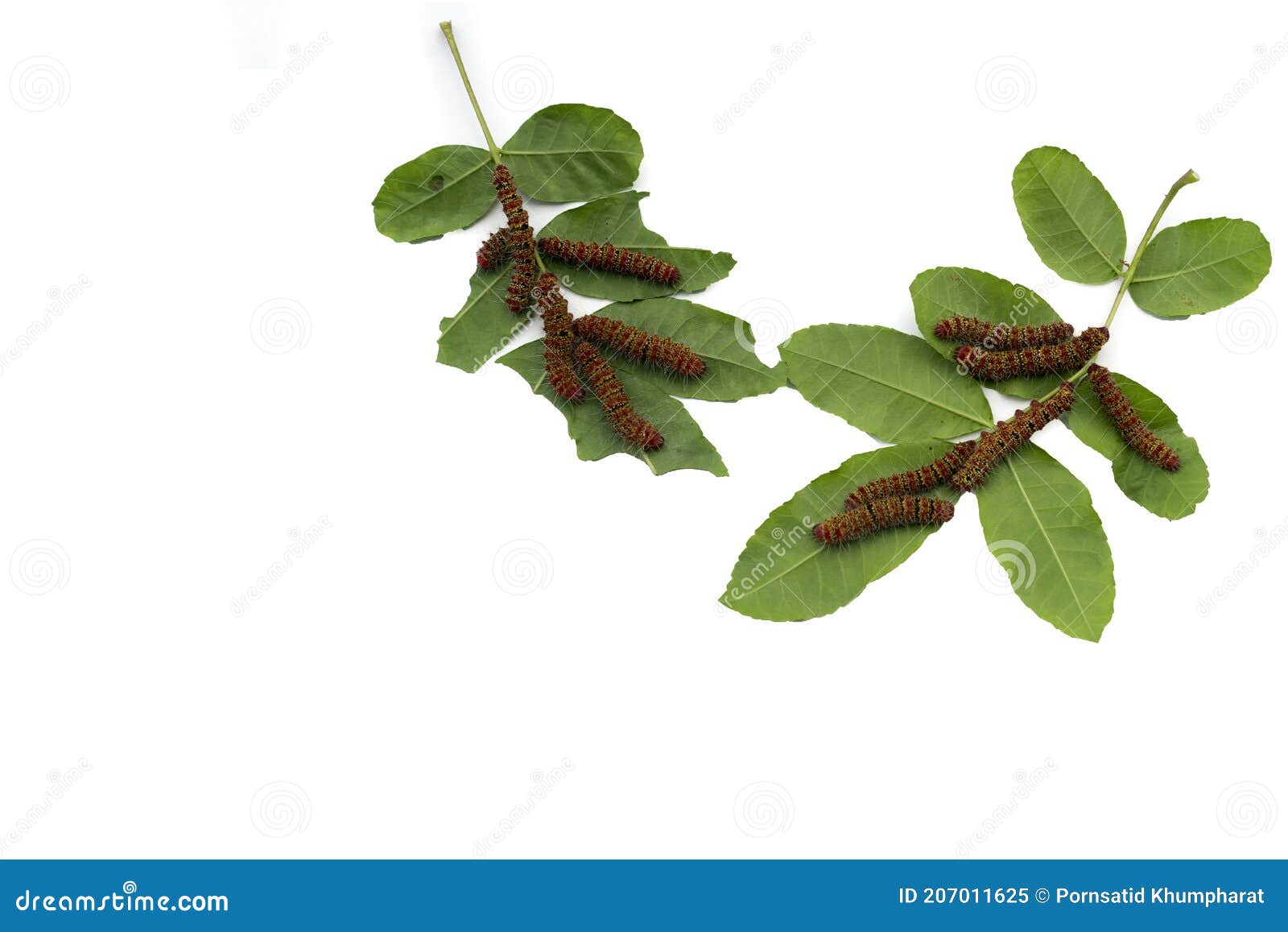 Caterpillars on the Green Leaf on Isolated White Background Stock Image ...