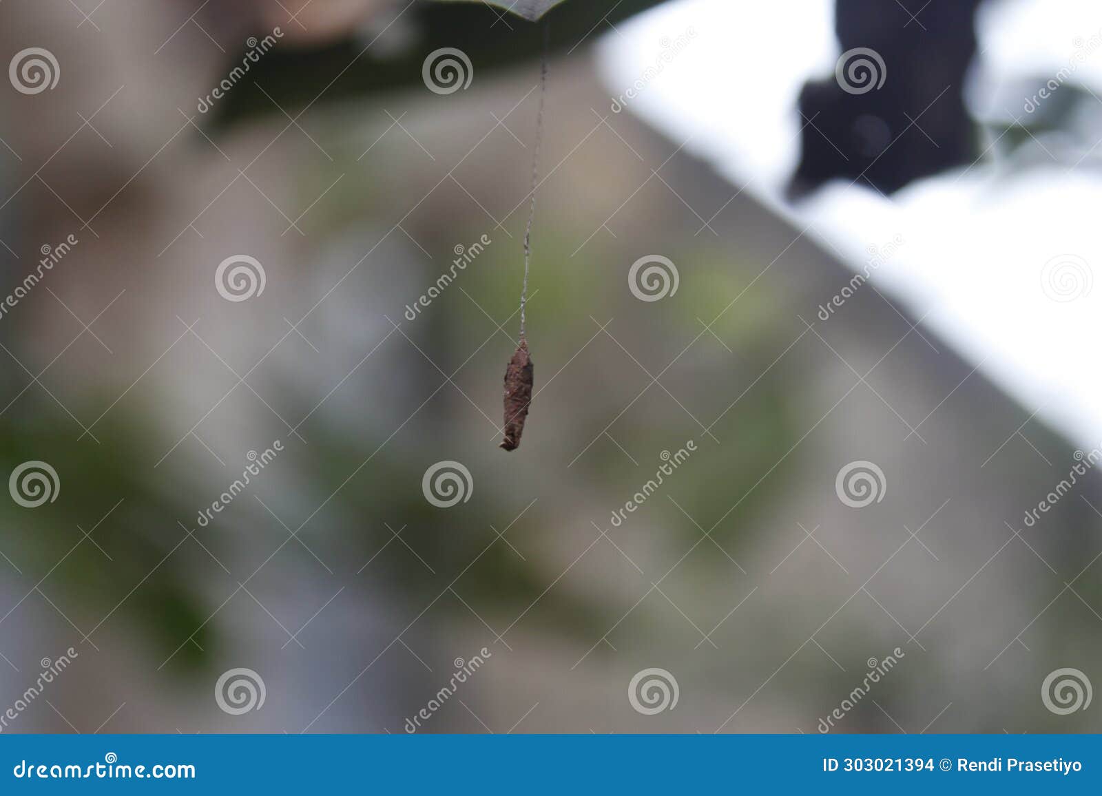 Caterpillars are hanging stock photo. Image of blur - 303021394
