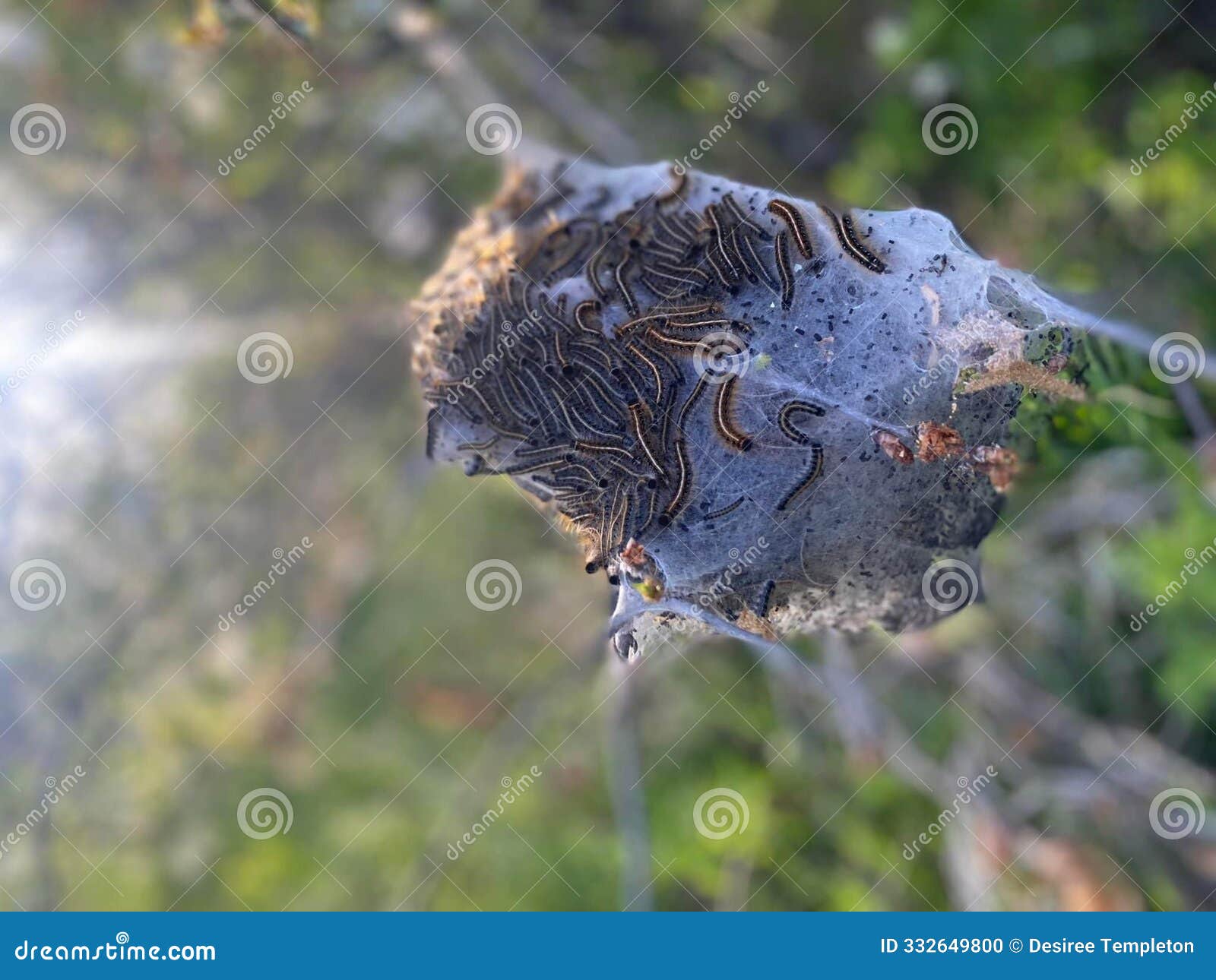 Caterpillars Hatching from a Nest Stock Photo - Image of hatching ...