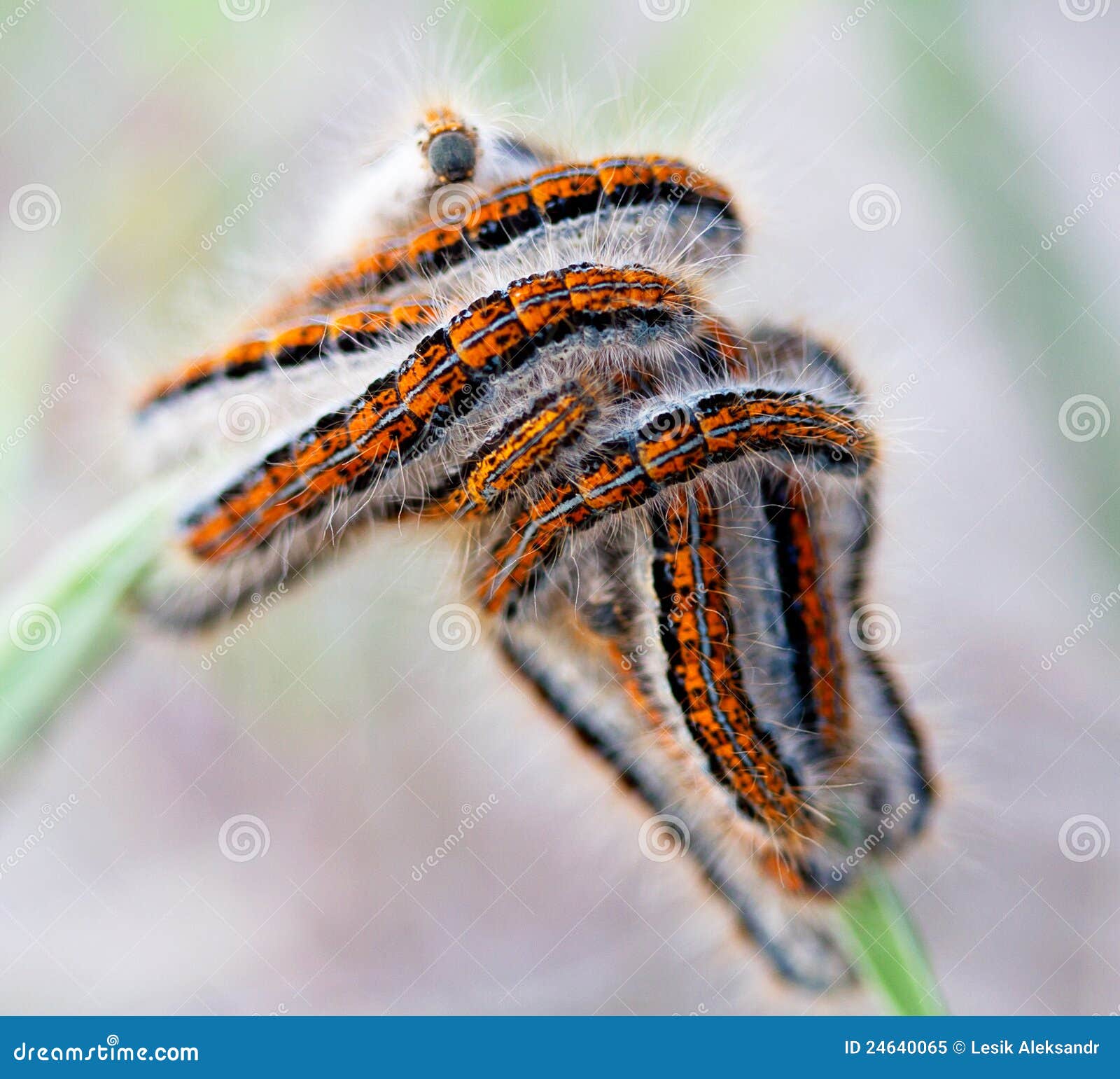 Caterpillars are Interwoven into a Ball Stock Image - Image of ball ...
