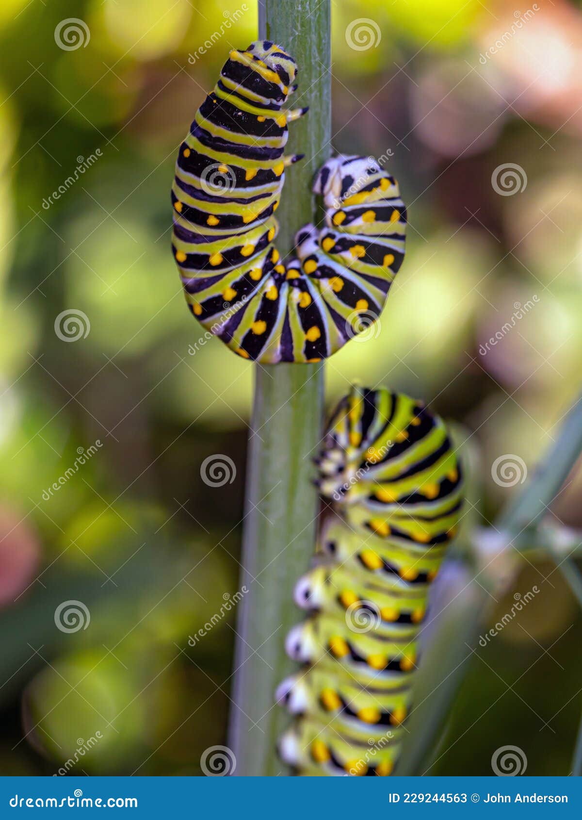 Caterpillars, Larval Stage,Lepidoptera Stock Image - Image of formal ...
