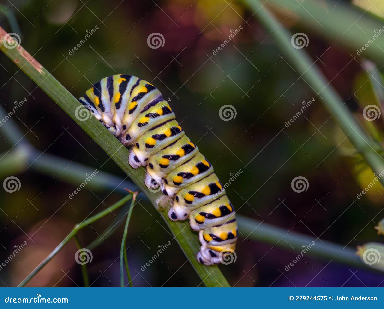 Caterpillars, Larval Stage,Lepidoptera Stock Image - Image of garden ...