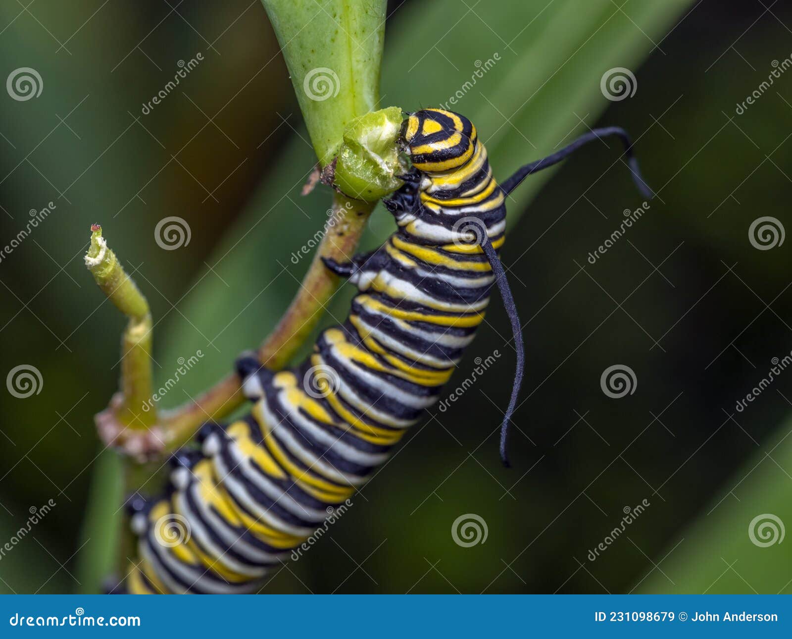 Caterpillars, Larval Stage,Lepidoptera Stock Image - Image of york ...