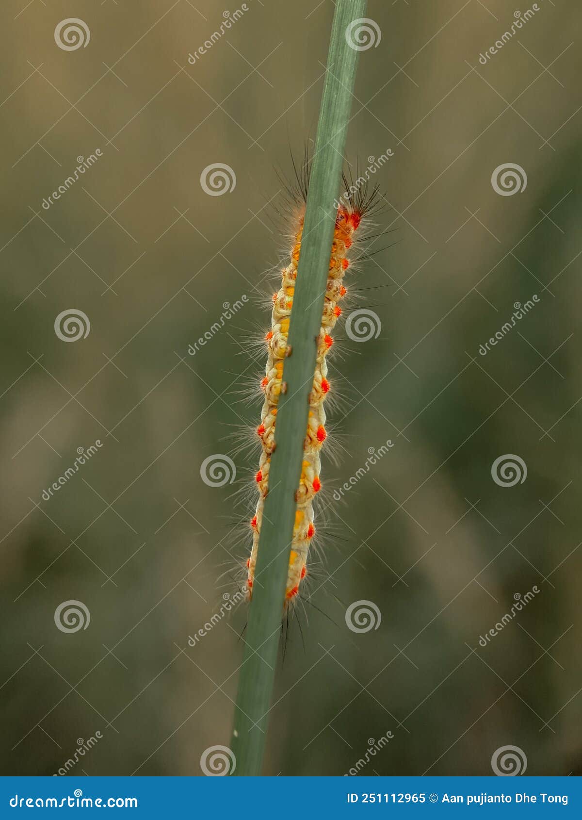 Caterpillars that Have Poison Can Be Fatal To Human Skin. Insect ...