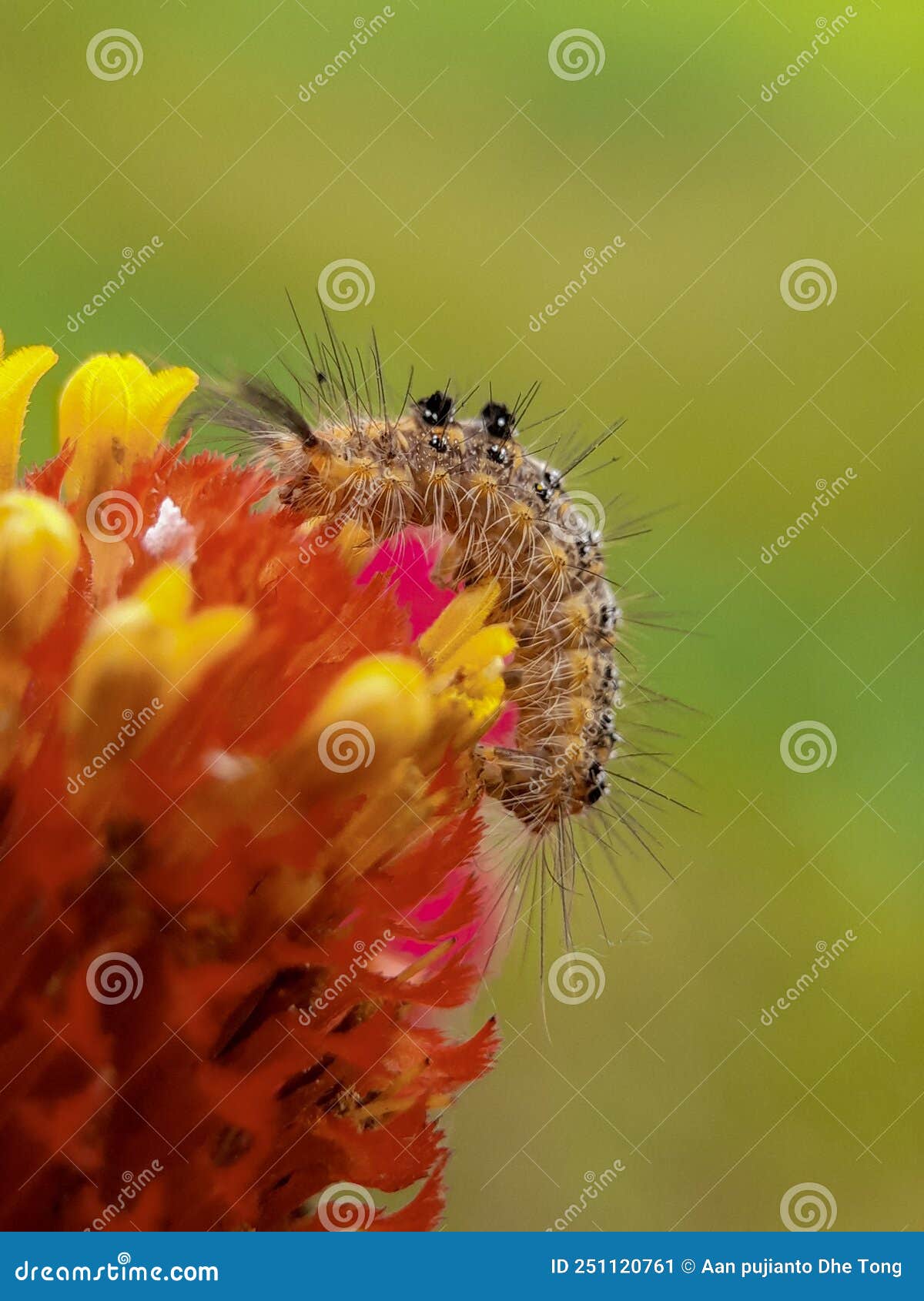Caterpillars that Have Poison Can Be Fatal To Human Skin. Insect ...