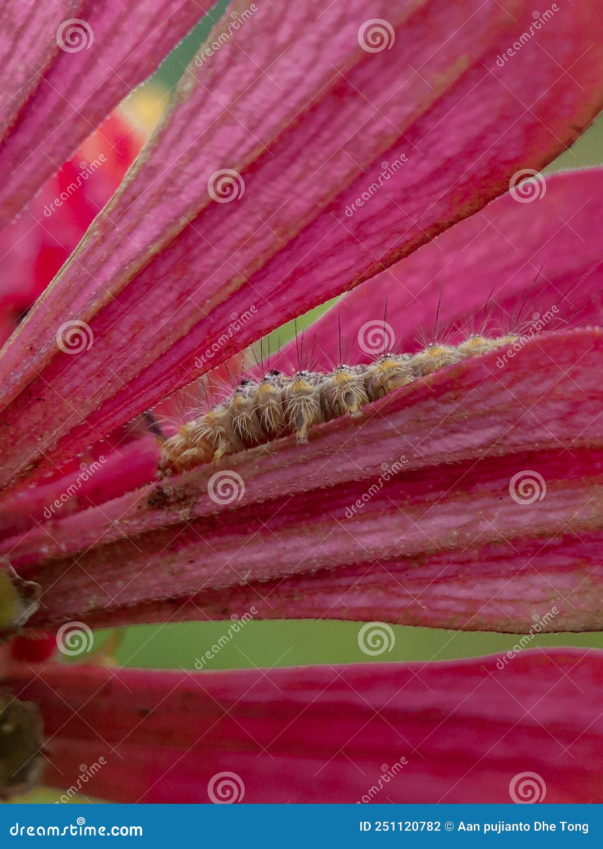 Caterpillars that Have Poison Can Be Fatal To Human Skin. Insect ...