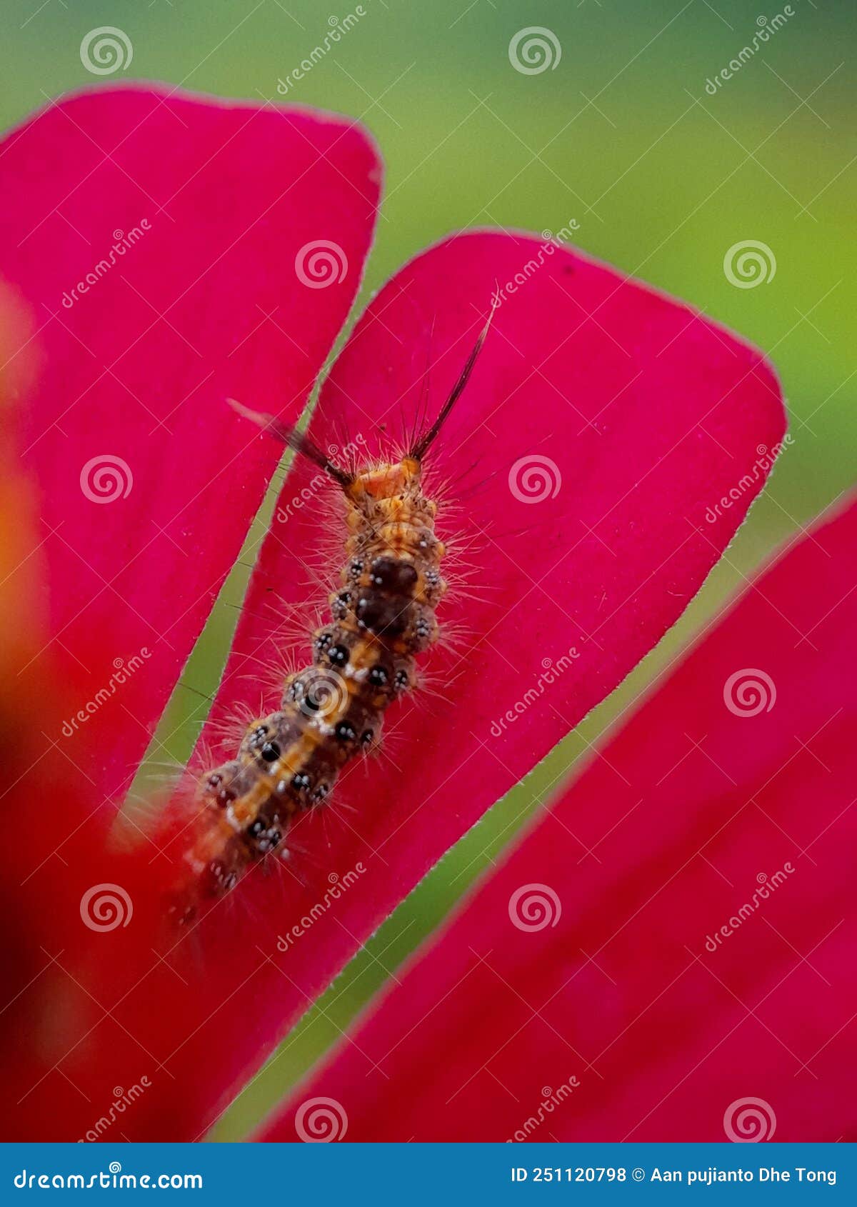 Caterpillars that Have Poison Can Be Fatal To Human Skin. Insect ...