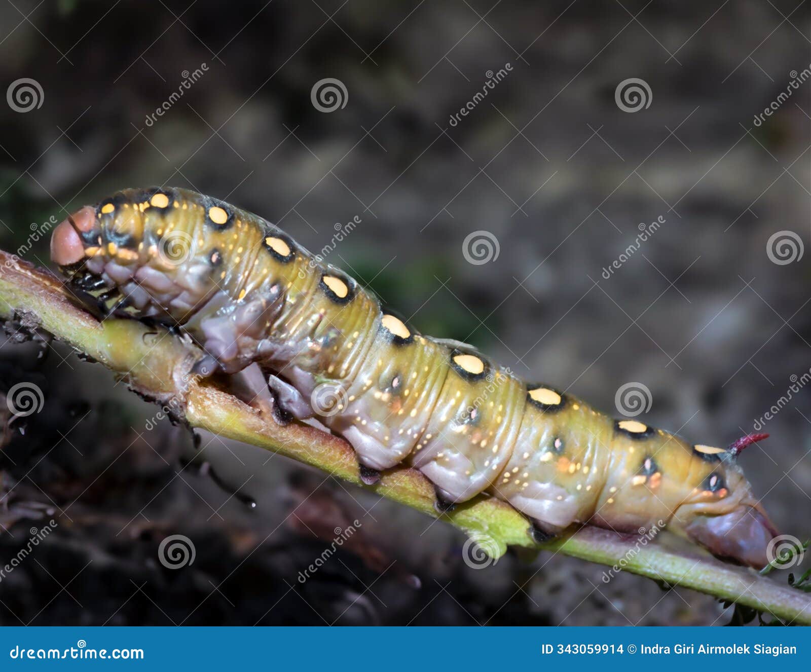 Photo of Caterpillars are the Larval Stage of Members of the Order Lepidoptera Stock ...