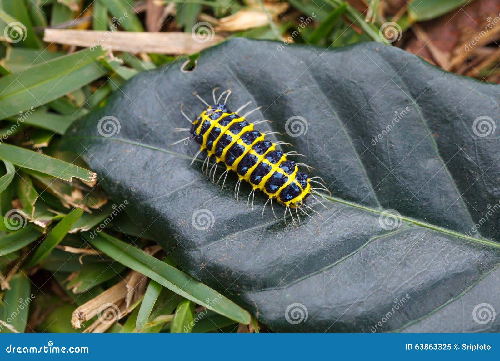 Caterpillars on leaves stock image. Image of antennae - 63863325