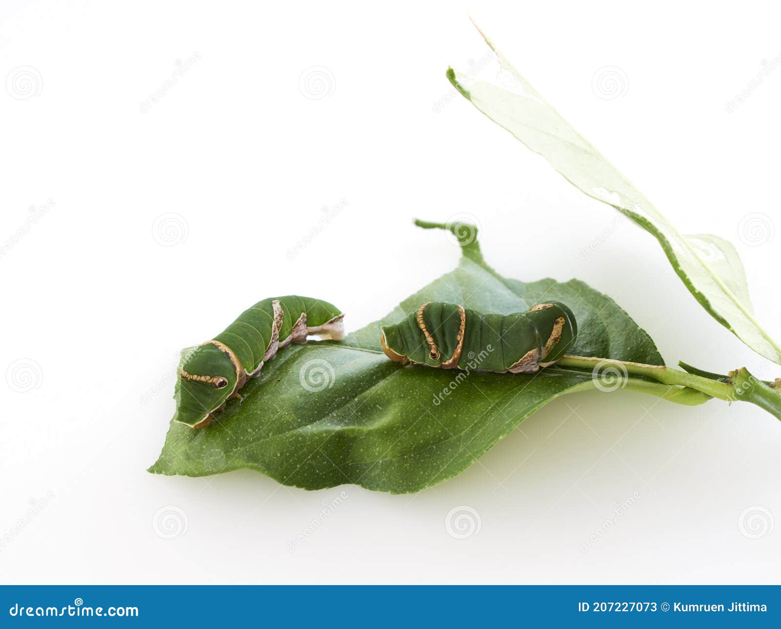 Caterpillars with Leaves Isolated on White Stock Image - Image of ...