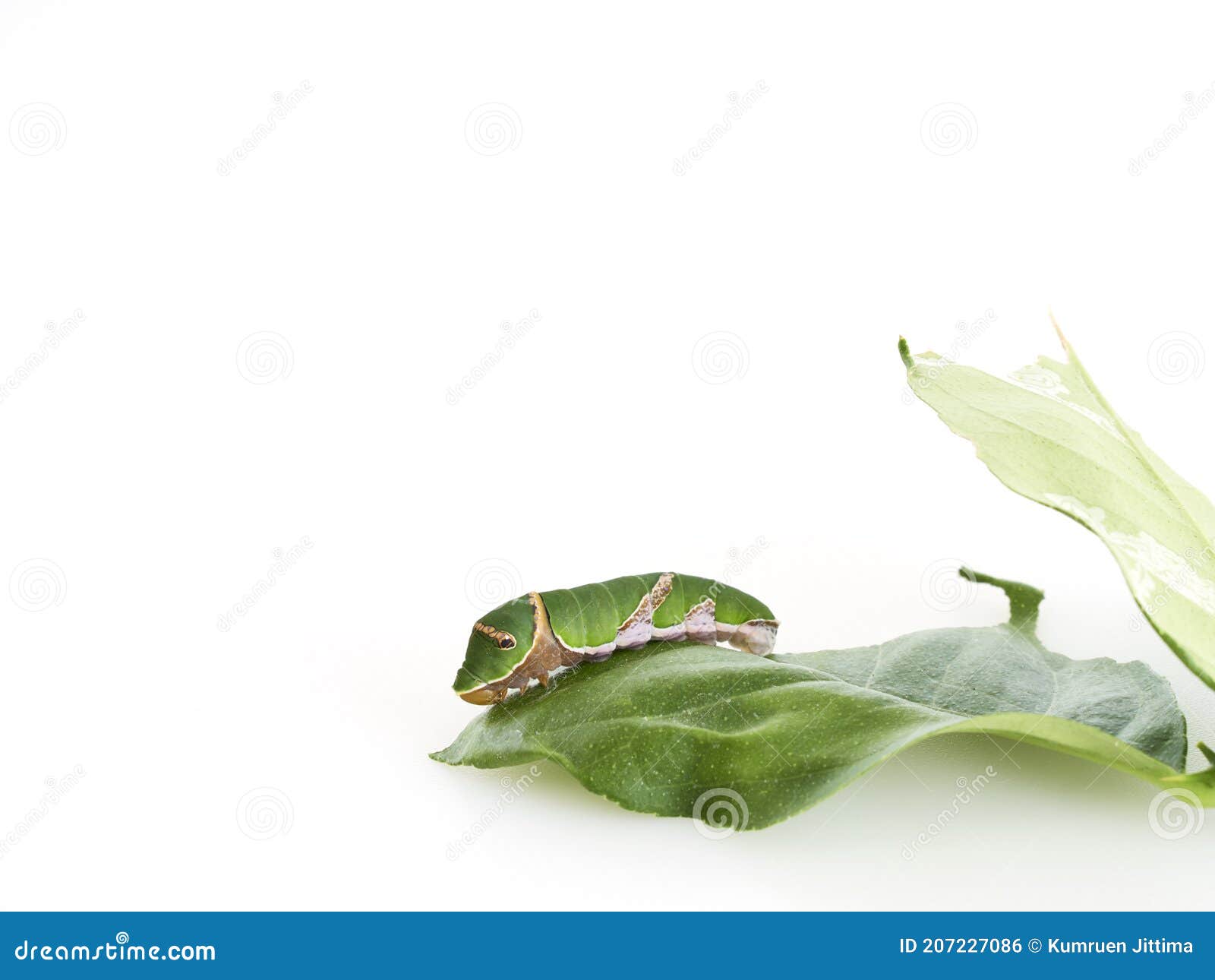 Caterpillars with Leaves Isolated on White Stock Photo - Image of ...