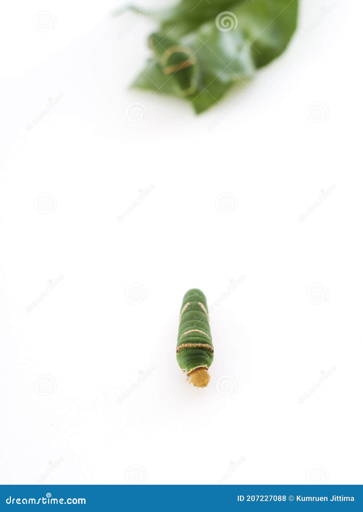 Caterpillars with Leaves Isolated on White Stock Photo - Image of ...