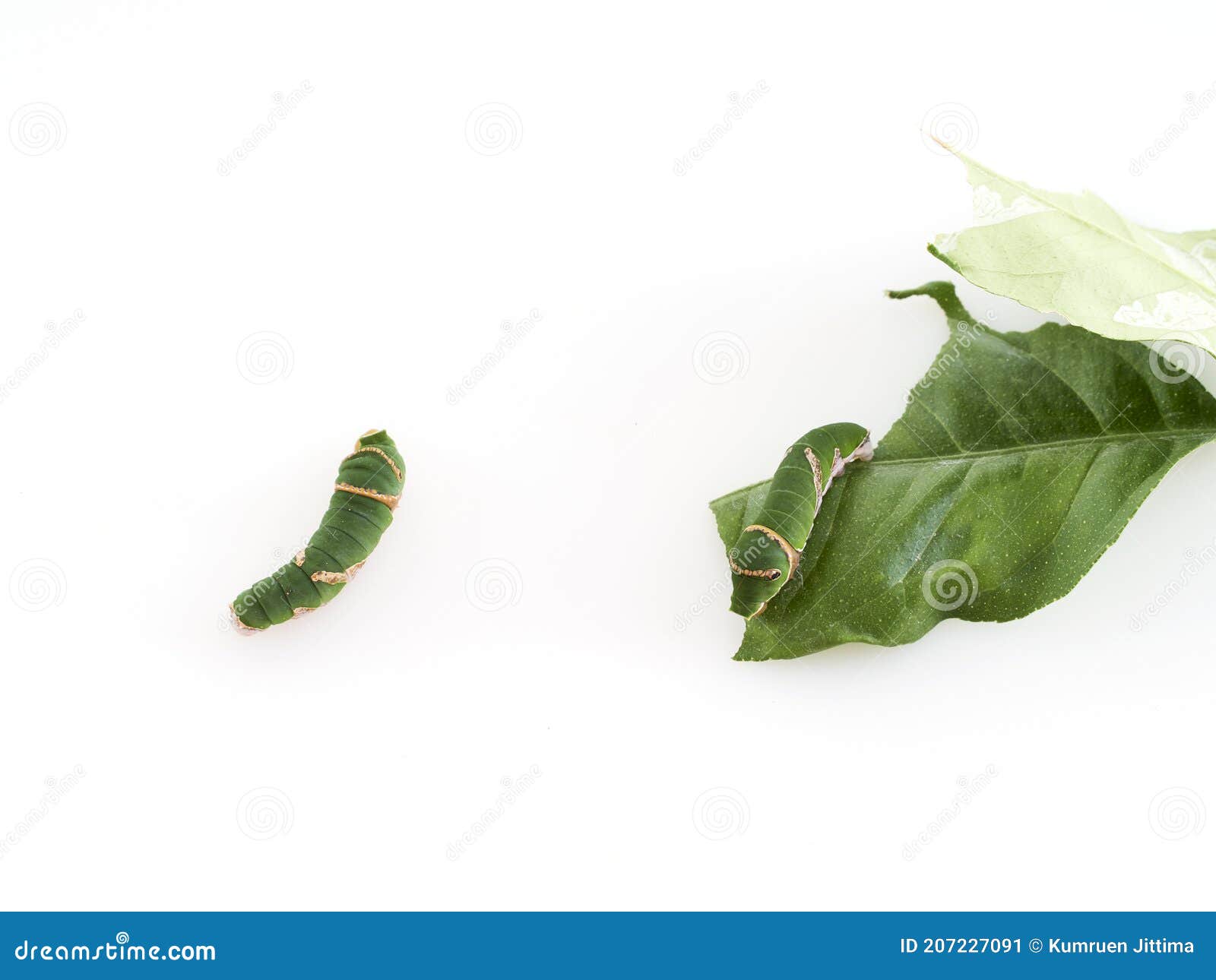 Caterpillars with Leaves Isolated on White Stock Image - Image of ...