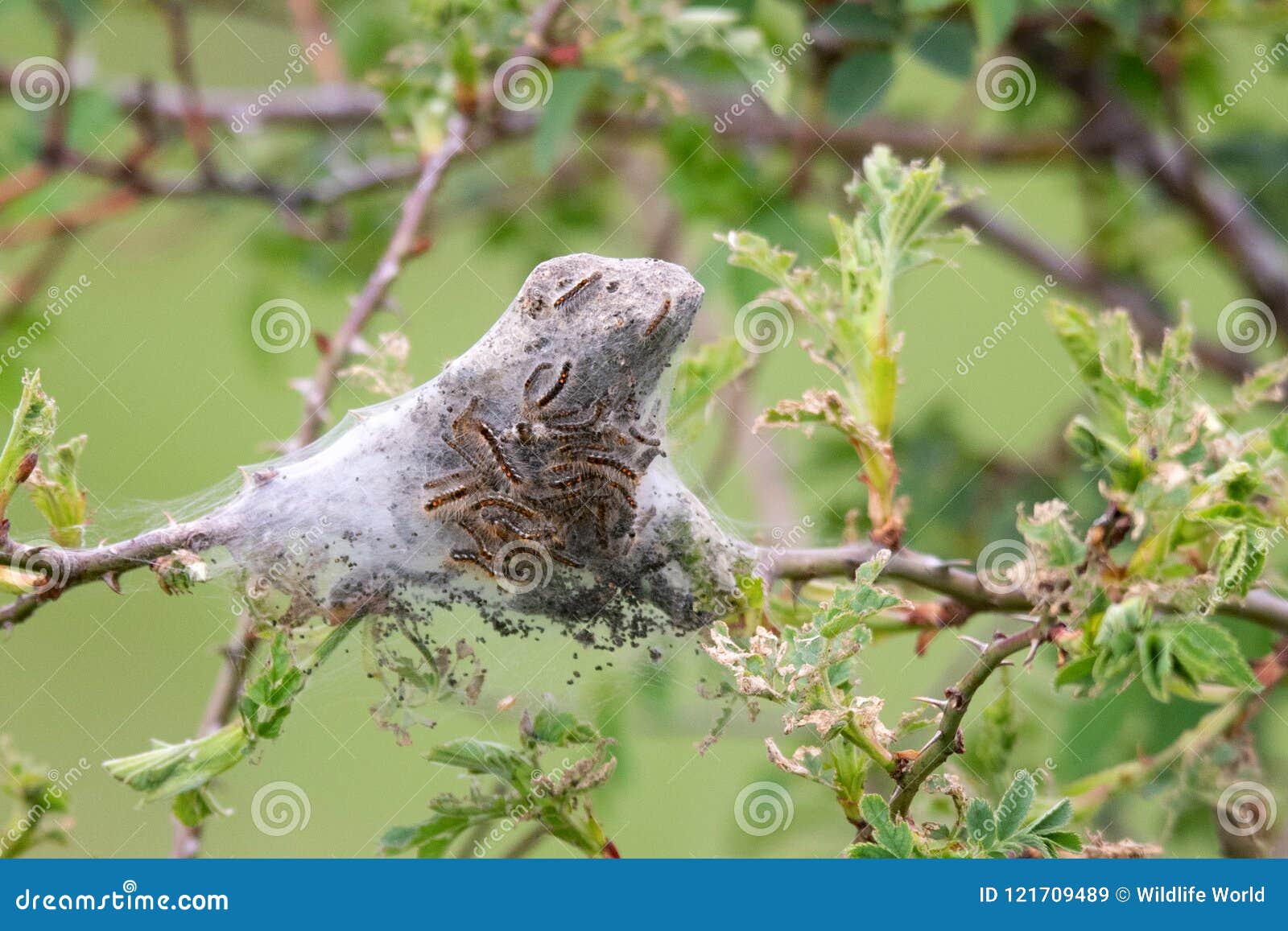 Caterpillars Made Cocoons on Tree Stock Image - Image of bush, life ...