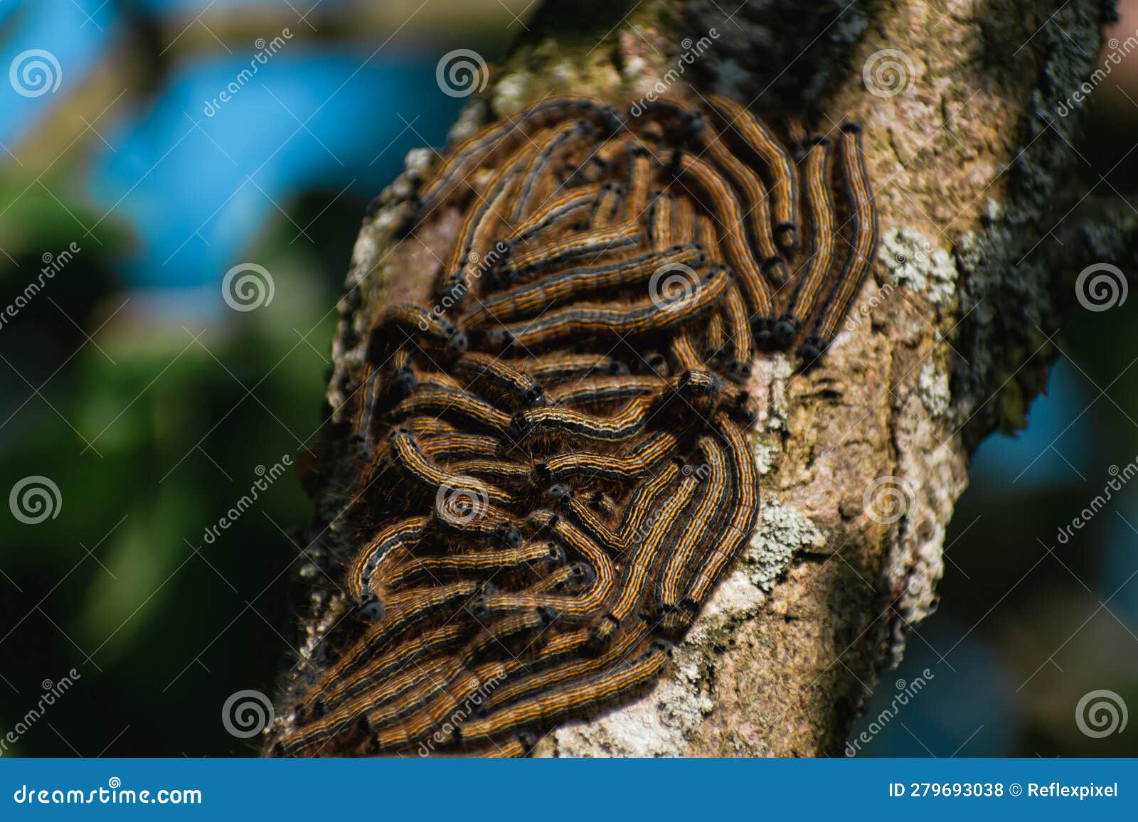 Caterpillars Seen in a Fruit Tree, Possibly the Lackey Moth, Malacosoma ...