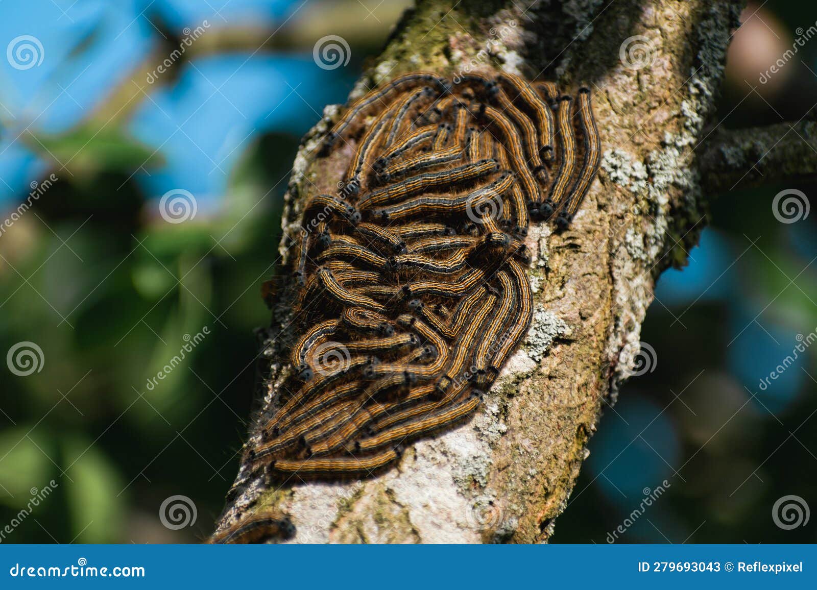 Caterpillars Seen in a Fruit Tree, Possibly the Lackey Moth, Malacosoma ...