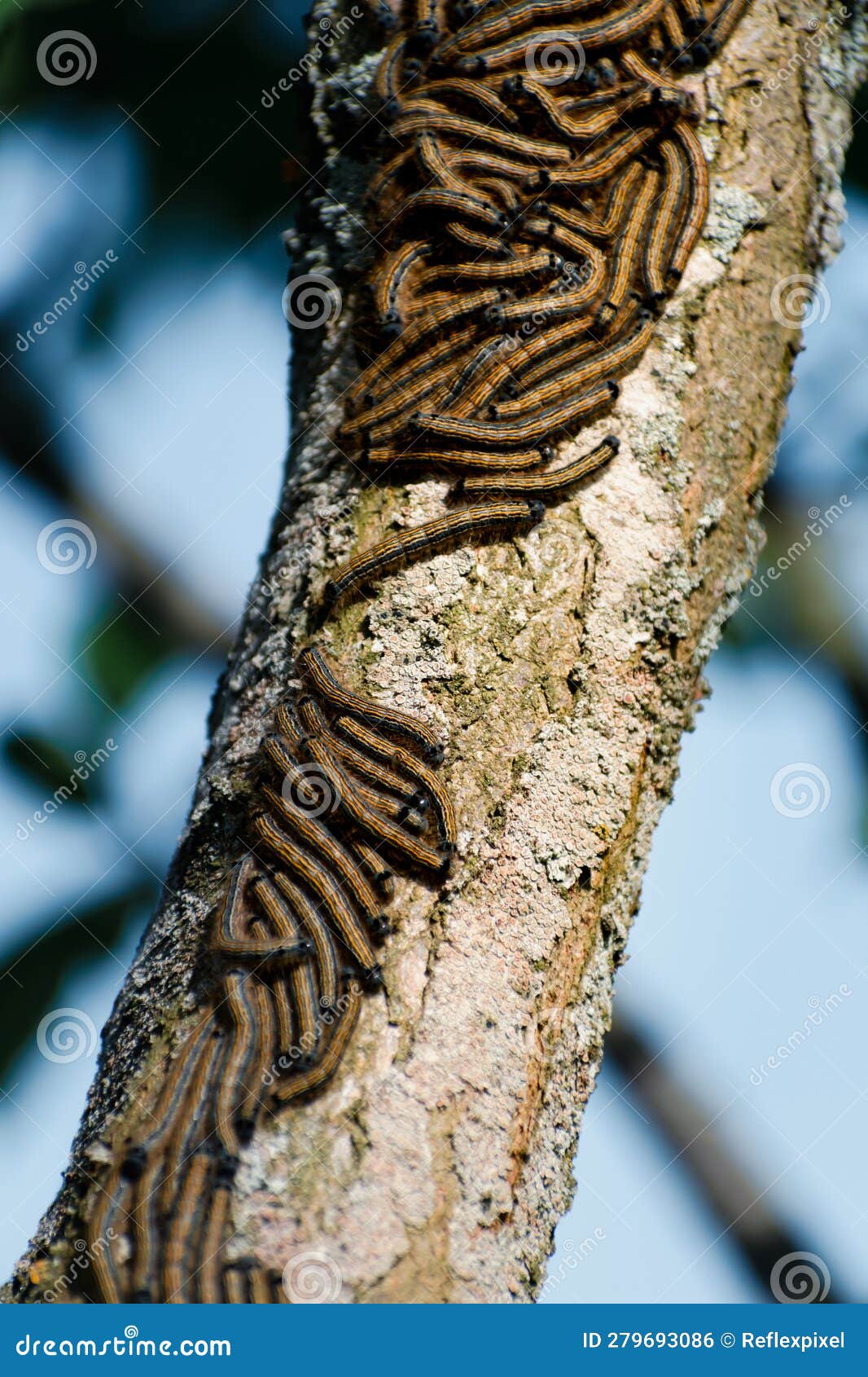 Caterpillars Seen in a Fruit Tree, Possibly the Lackey Moth, Malacosoma ...