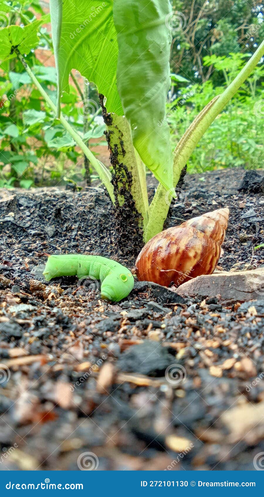Caterpillars and Slugs Meet Under the Plants Stock Photo - Image of ...