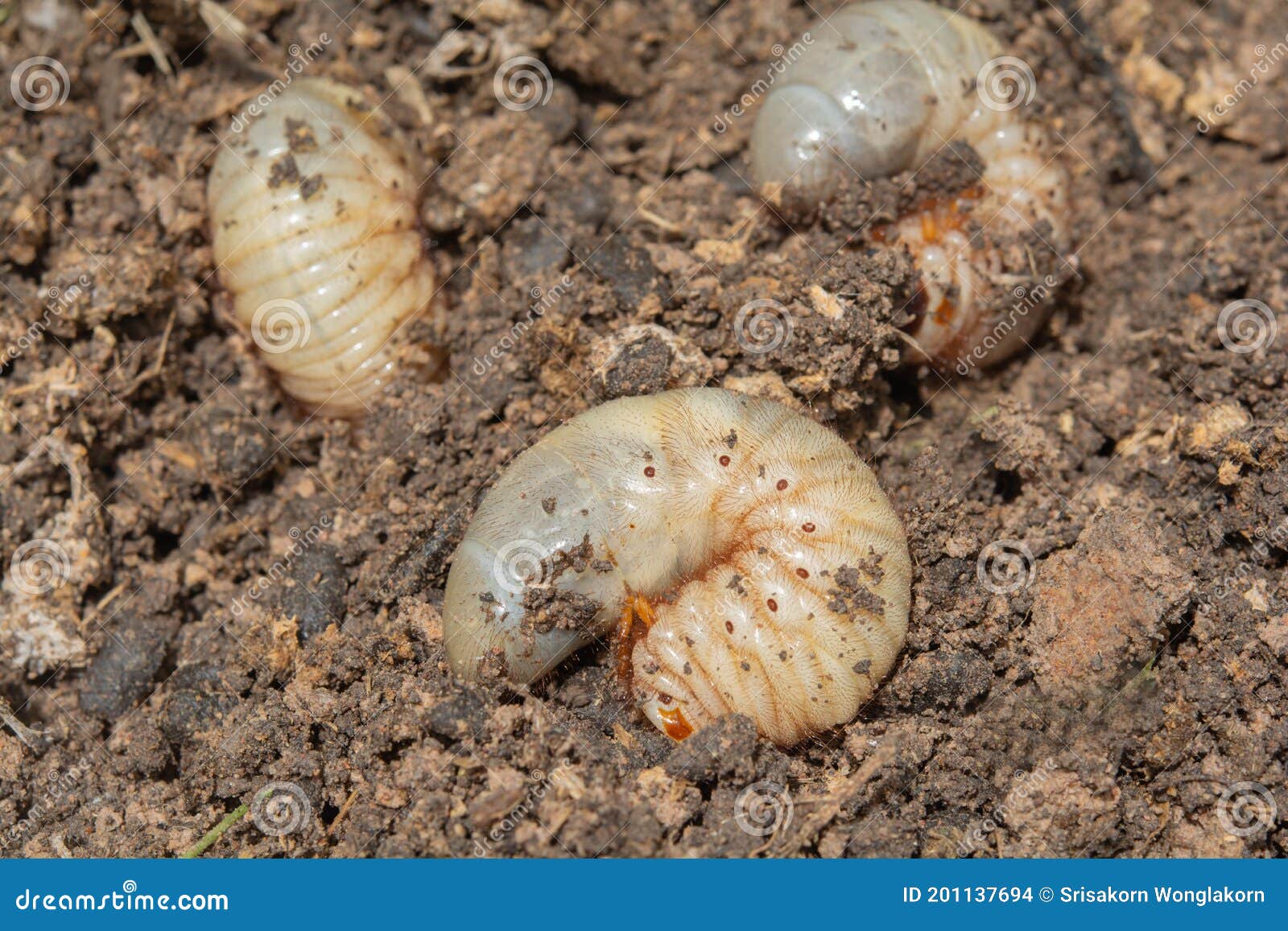 Canker Worms On Tree Bark Stock Image | CartoonDealer.com #93227413
