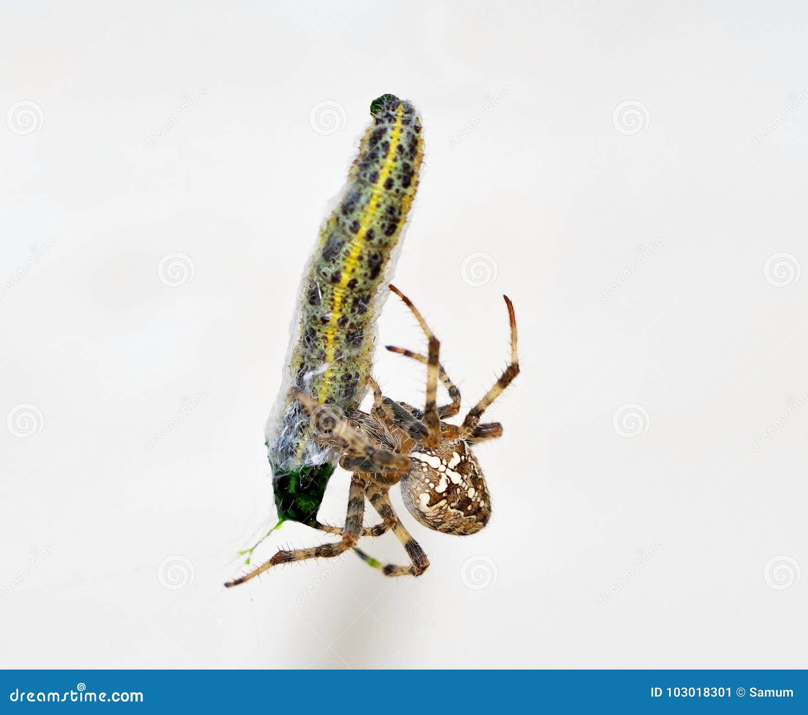 Caterpillars and spider stock image. Image of wallpaper - 103018301