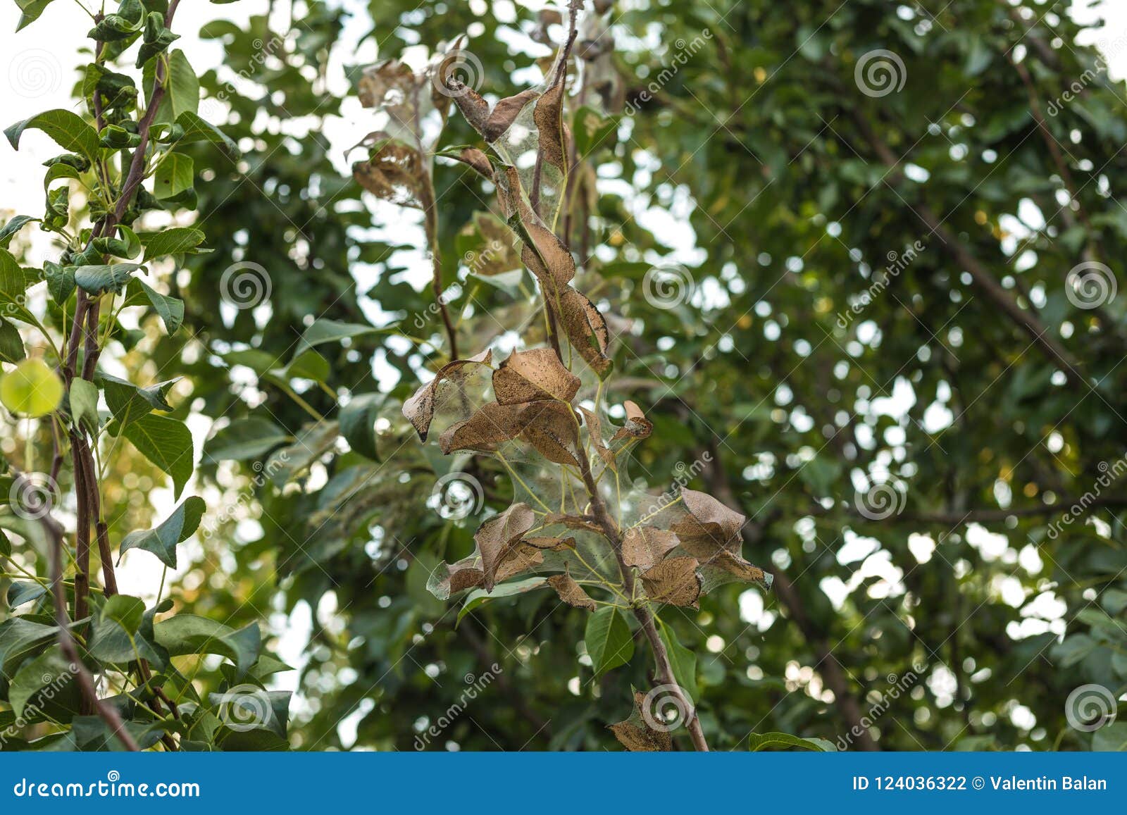 Caterpillars on Tree Branch. Stock Photo - Image of insect, hair: 124036322