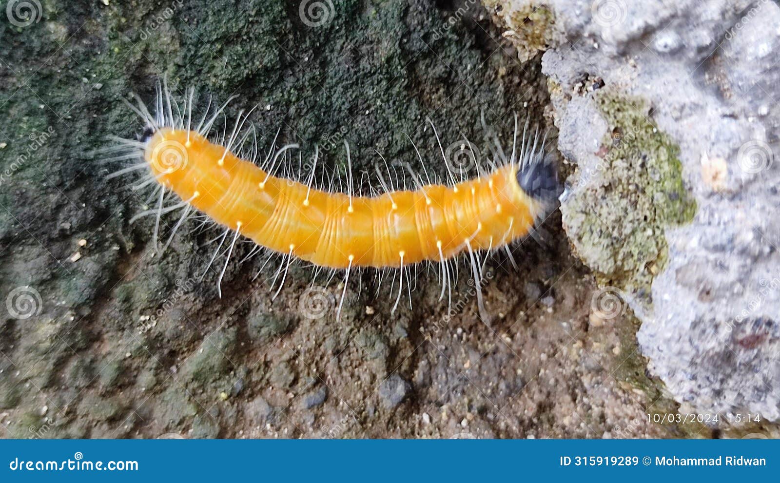 Caterpillars ulat bulu stock image. Image of bulu, adorable - 315919289