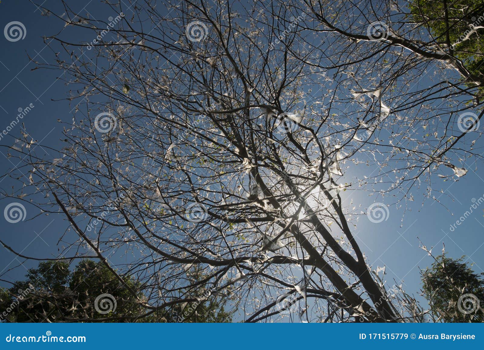 Caterpillars web on a tree stock image. Image of cocoon - 171515779